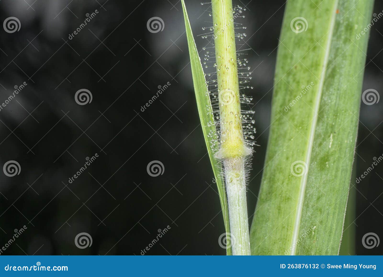 Close Up of the Stems of Poaceae Grasses Branch. Stock Photo - Image of ...