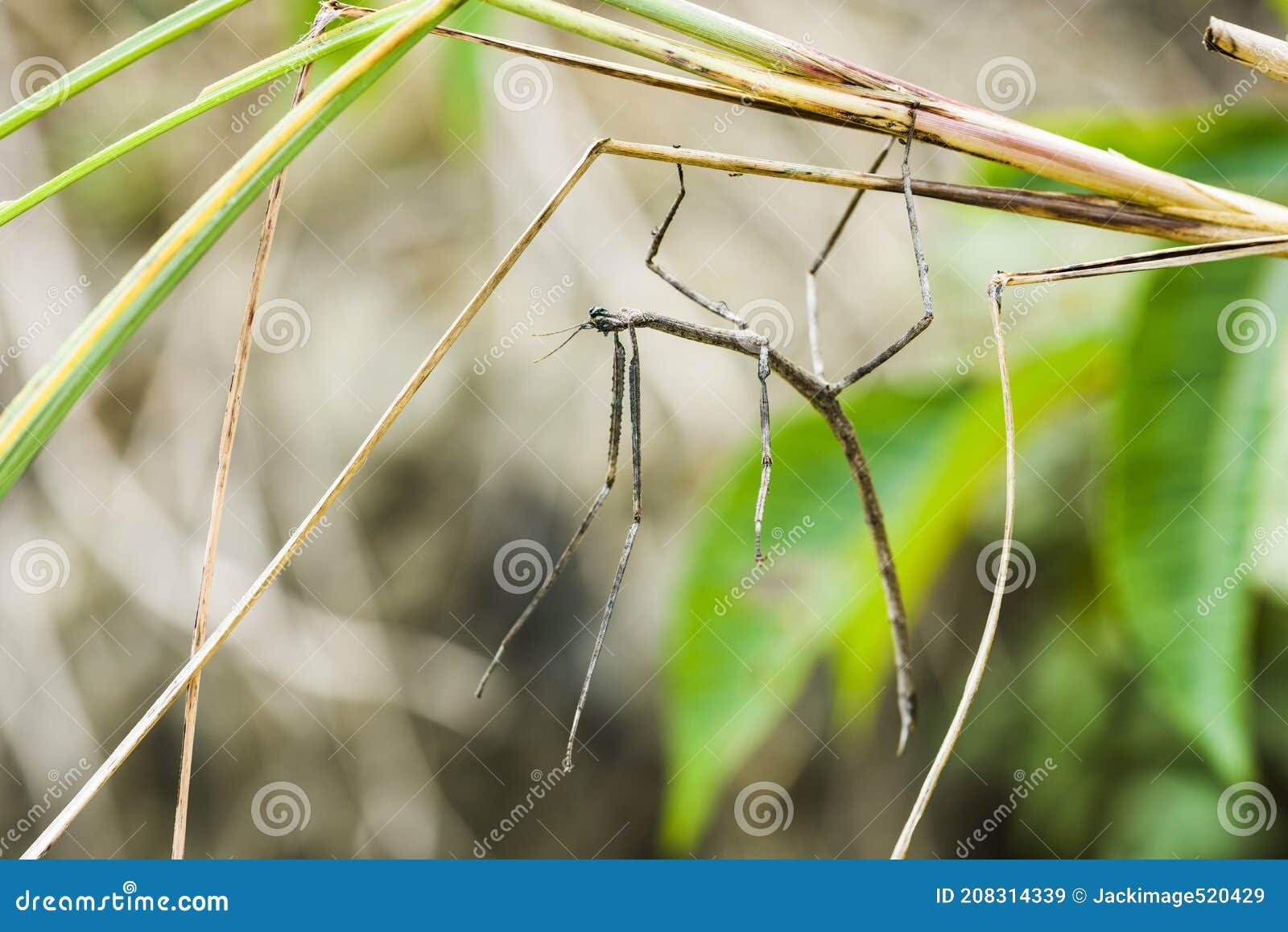 Close-up Stick Insects Hanging on Branches Stock Image - Image of ...