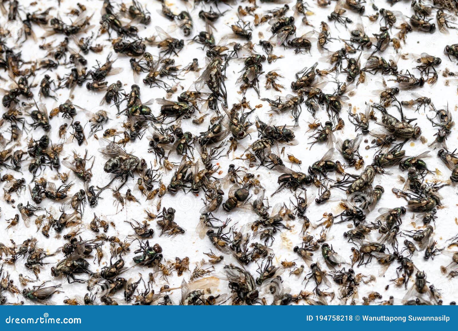 Close Up a Sticky Fly Paper, Fly Trap. Flies Caught on Sticky Fly Paper ...