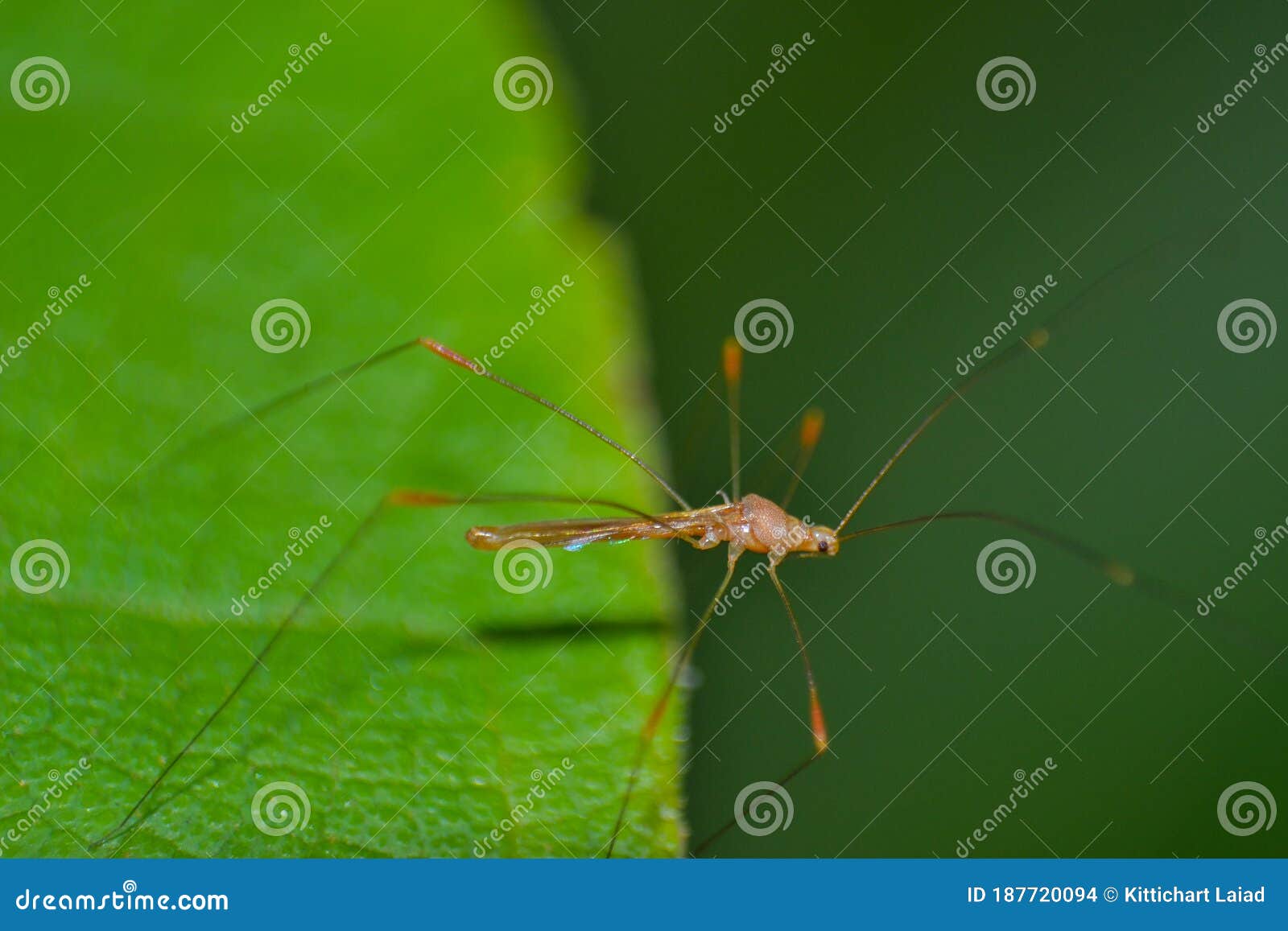 Stilt bug stock photo. Image of green, longleg, insect - 187720094