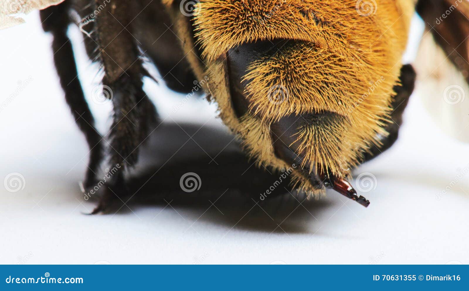 Bumblebee Insect Sting