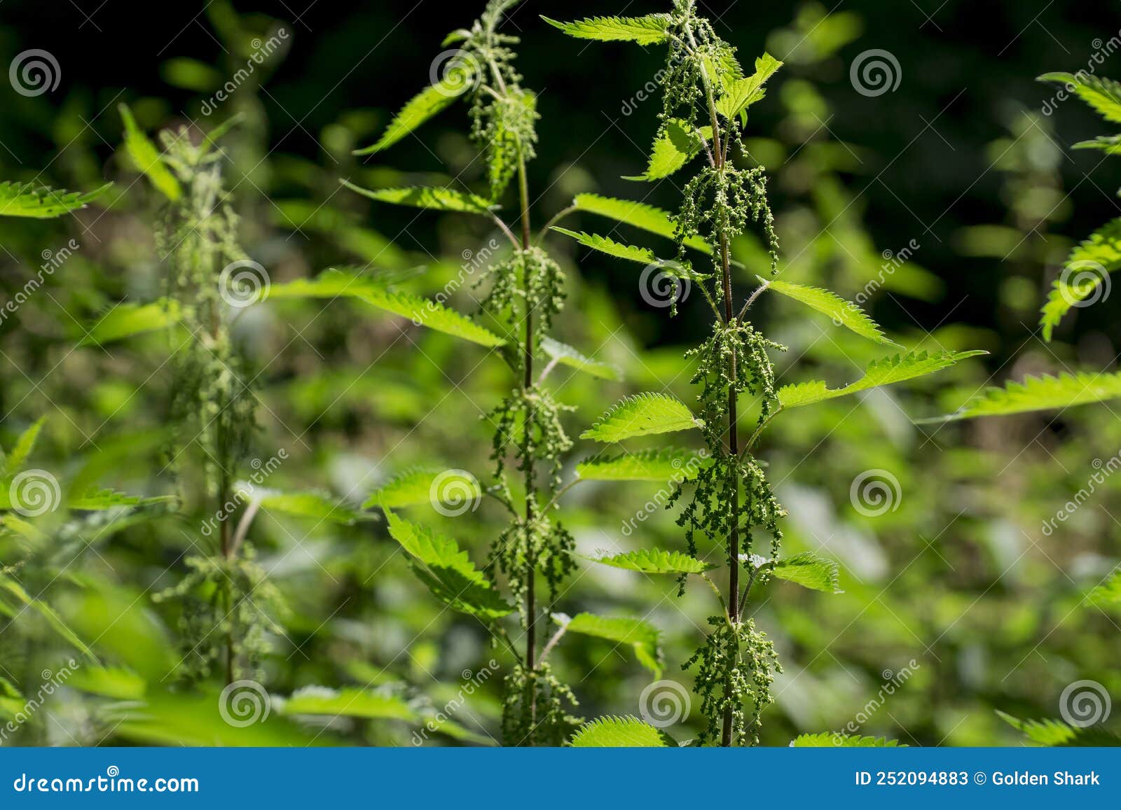 Close Up of Stinging Nettle, a Common Weed Stock Image - Image of ...