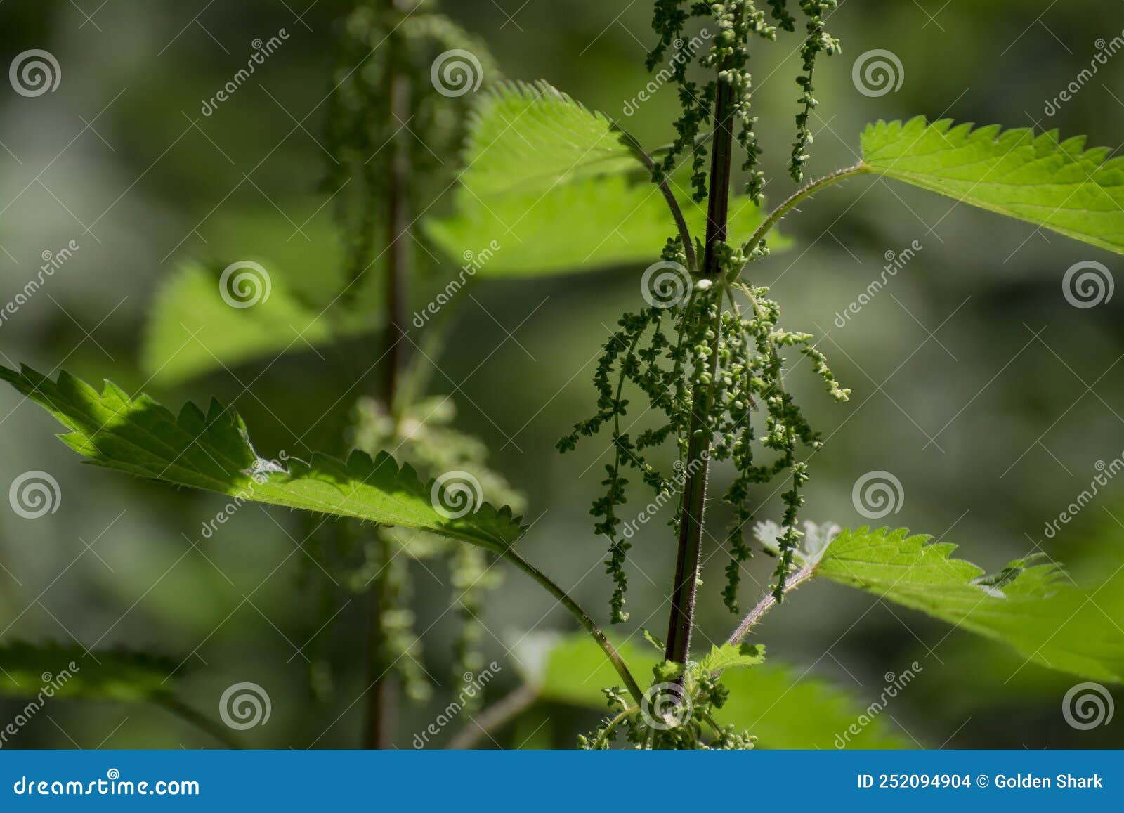 Close Up of Stinging Nettle, a Common Weed Stock Photo - Image of ...