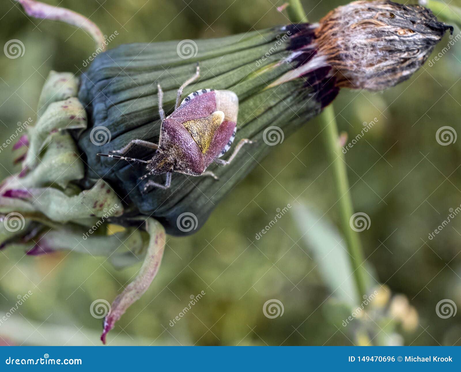 A close up of a Stink Bug stock photo. Image of wildlife - 149470696