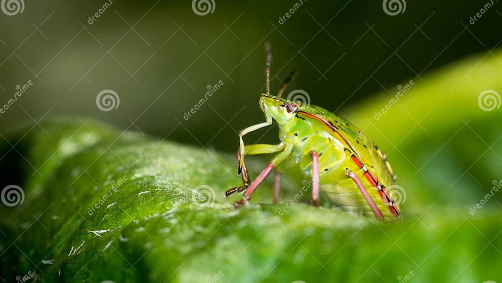 Close Up of Stink Bug or Shield Beetle Stock Image - Image of leaf ...