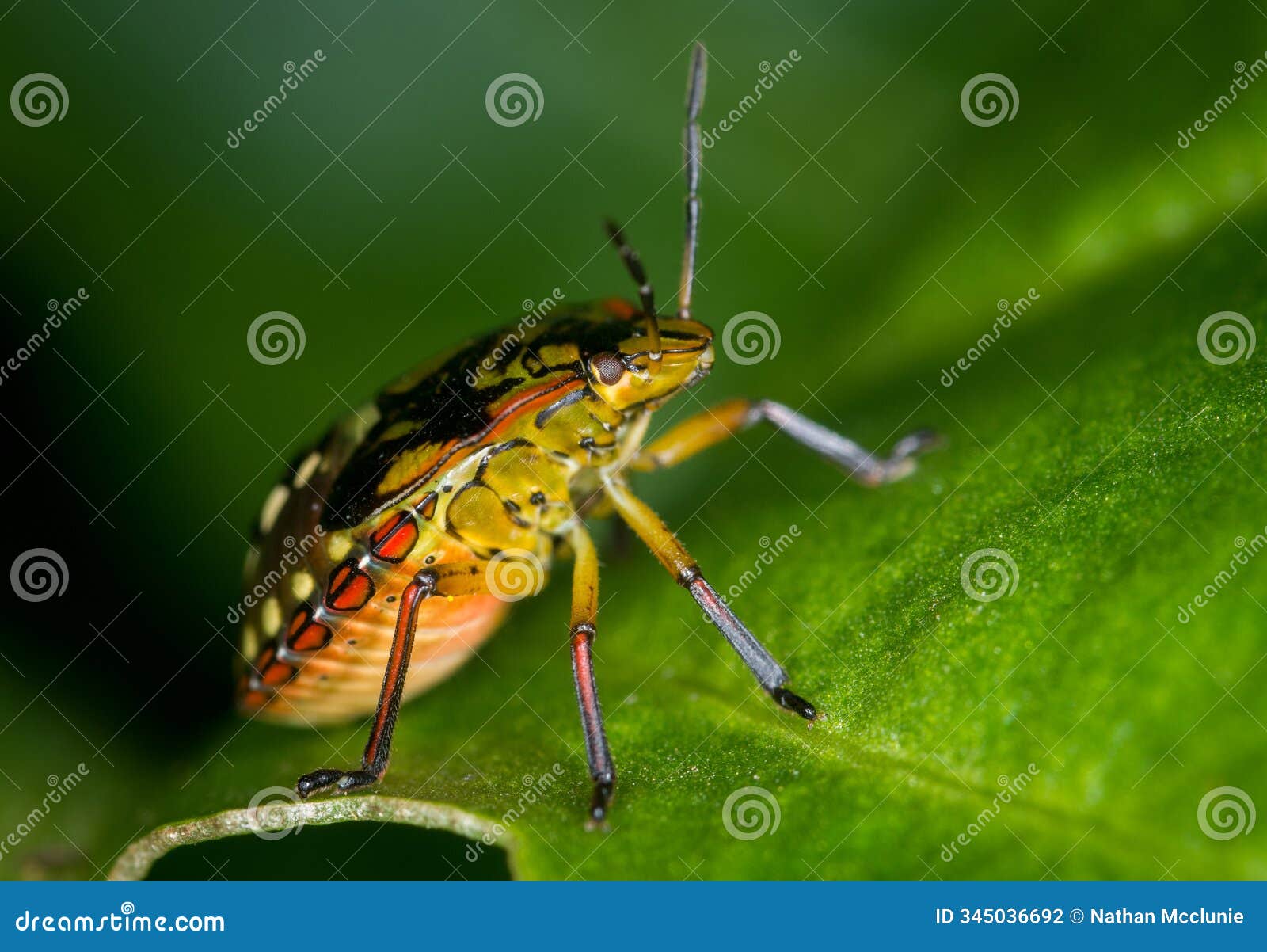 Close Up of Stink Bug or Shield Beetle Stock Photo - Image of flower ...