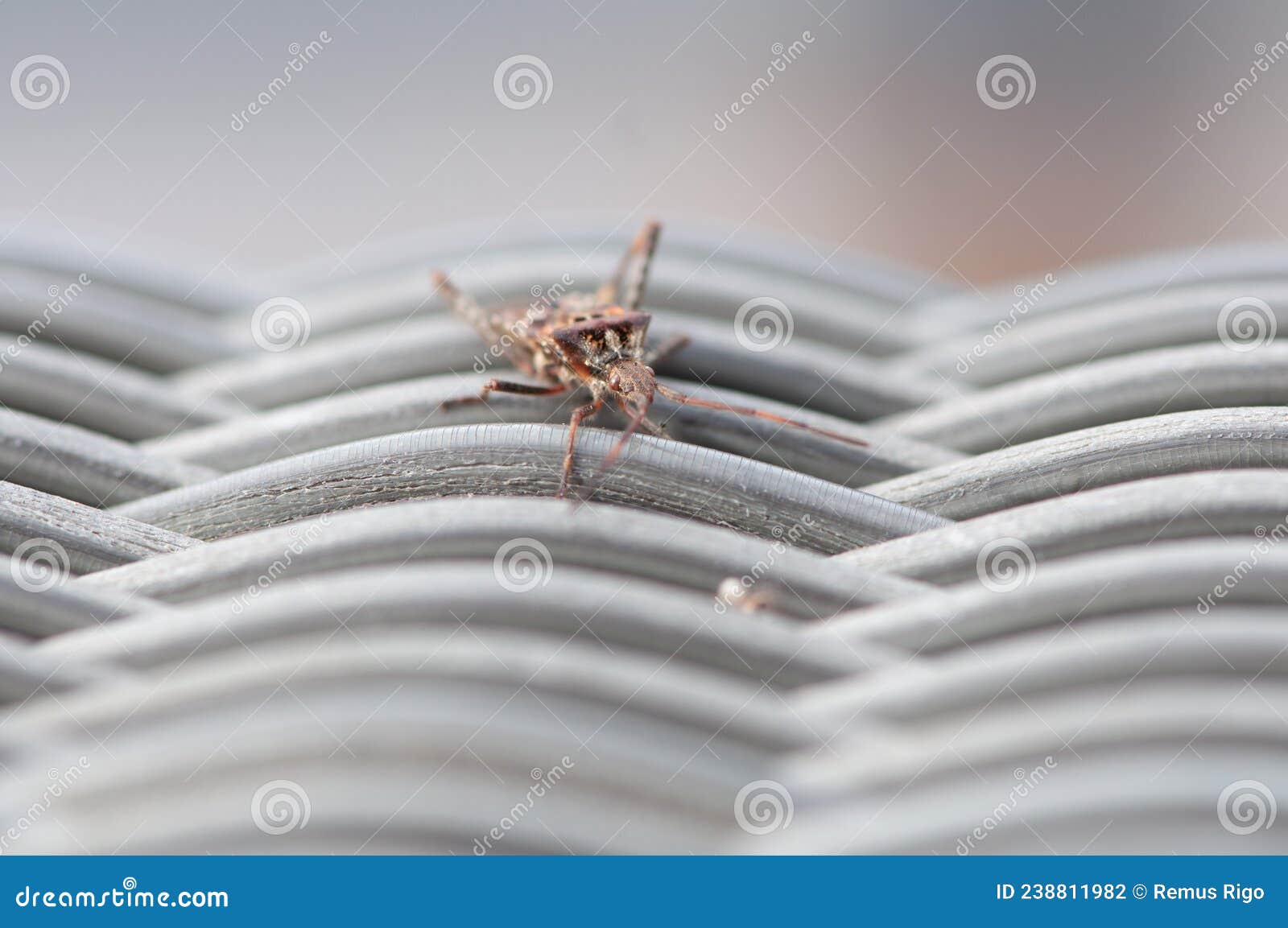 Close-up of a stink bug stock photo. Image of predator - 238811982
