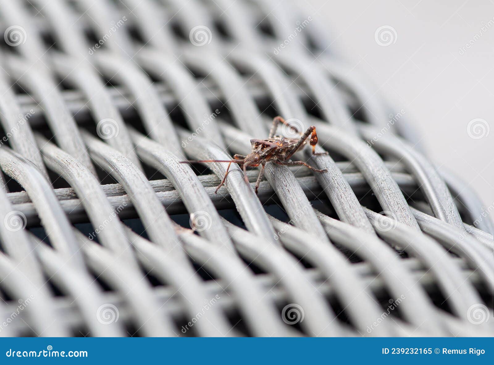 Close-up of a stink bug stock image. Image of animal - 239232165