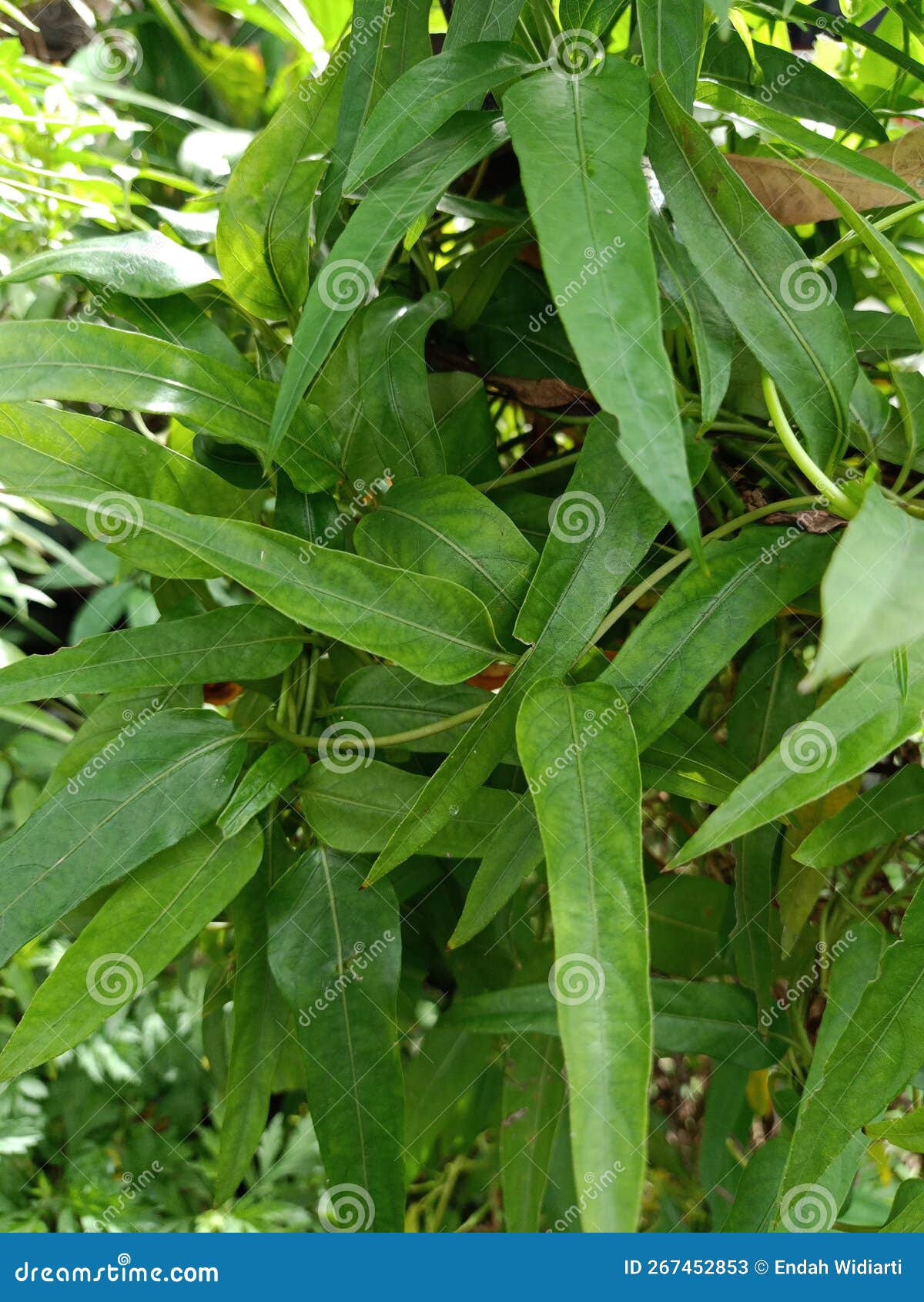 Close Up of Stinkvine Plant Stock Image - Image of botany, leaves ...
