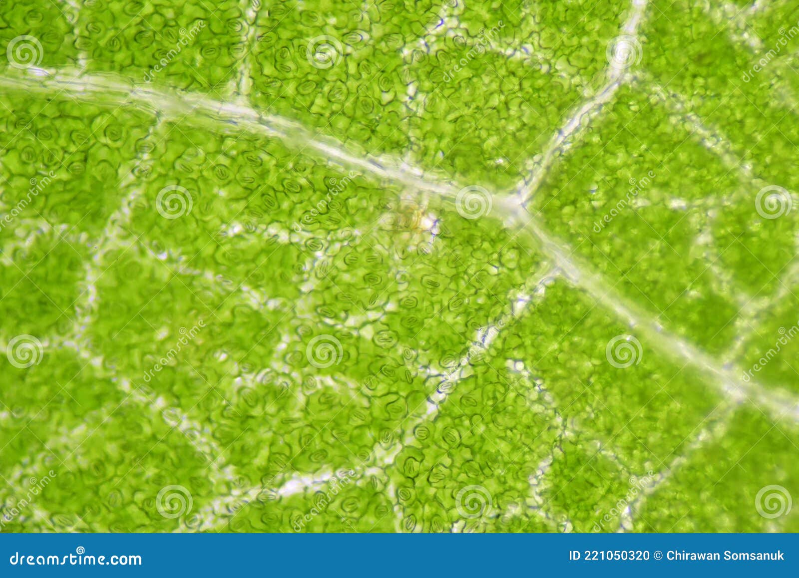 Close Up Stomatas of Plants Cells Stock Photo - Image of botany, closed ...