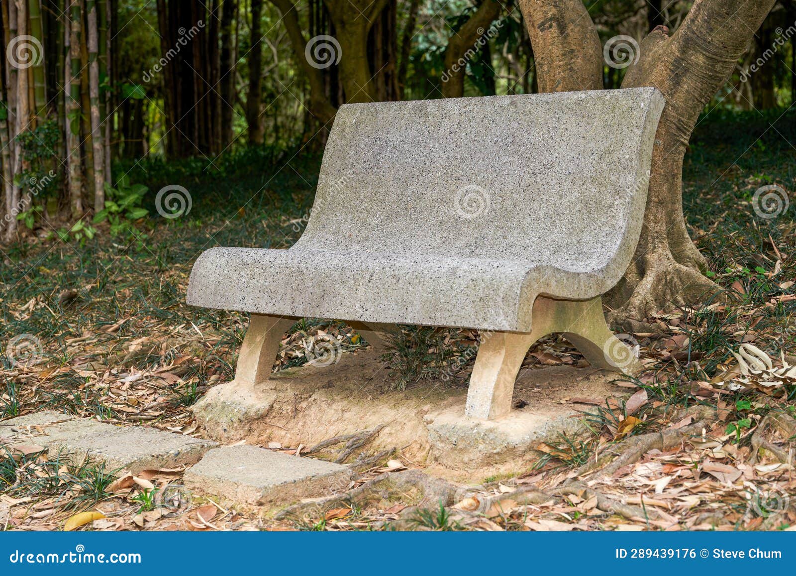 Close-up of a Stone Bench in a Forest Park Stock Photo - Image of ...