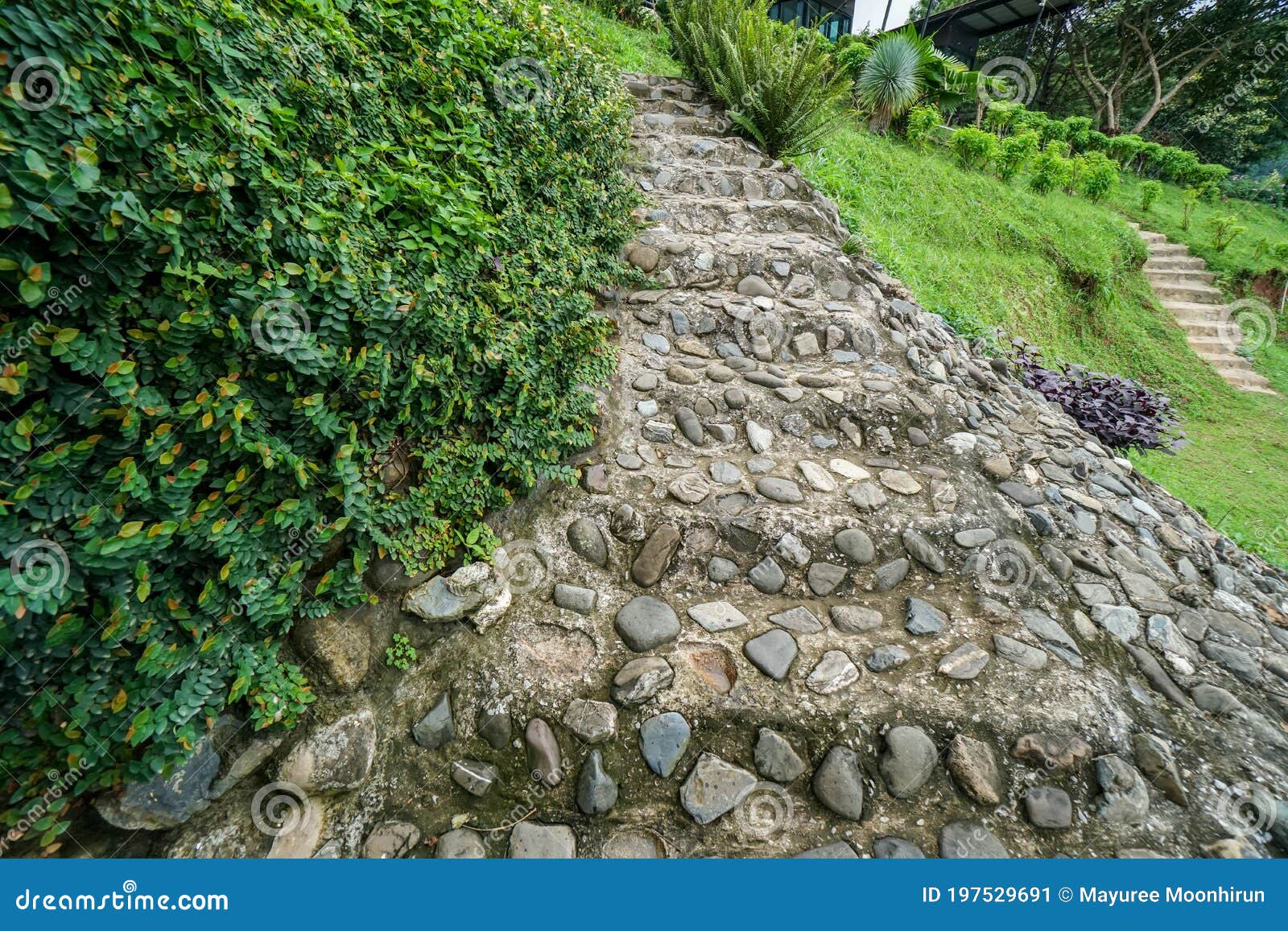 Stone Walkway with Green Grass in Rainforest Stock Image - Image of ...