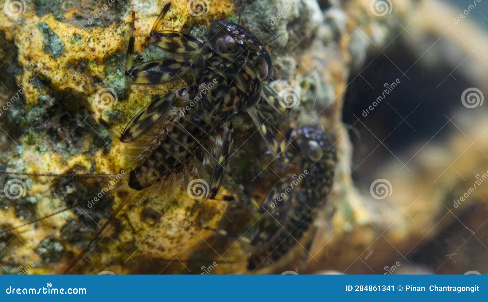 Close Up of Stonefly and Mayfly Larvae Stock Video - Video of close ...