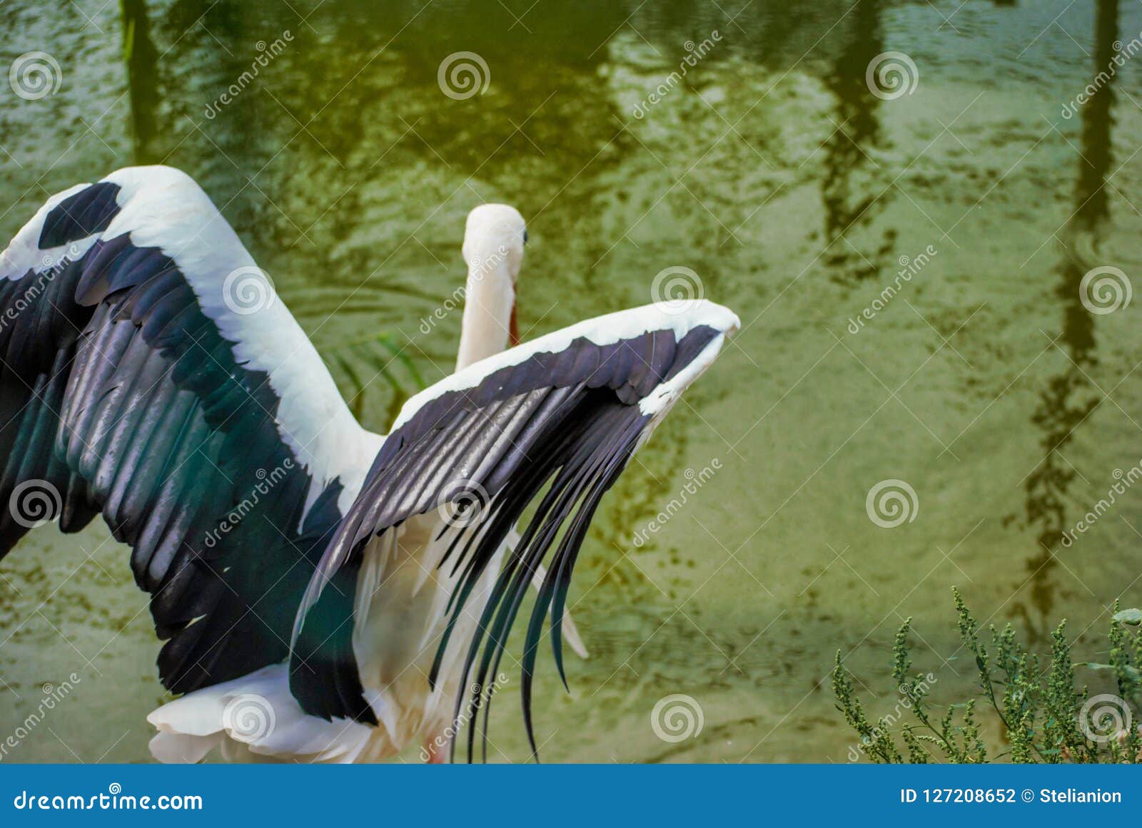 Stork With Open Beak Royalty-Free Stock Photography | CartoonDealer.com ...