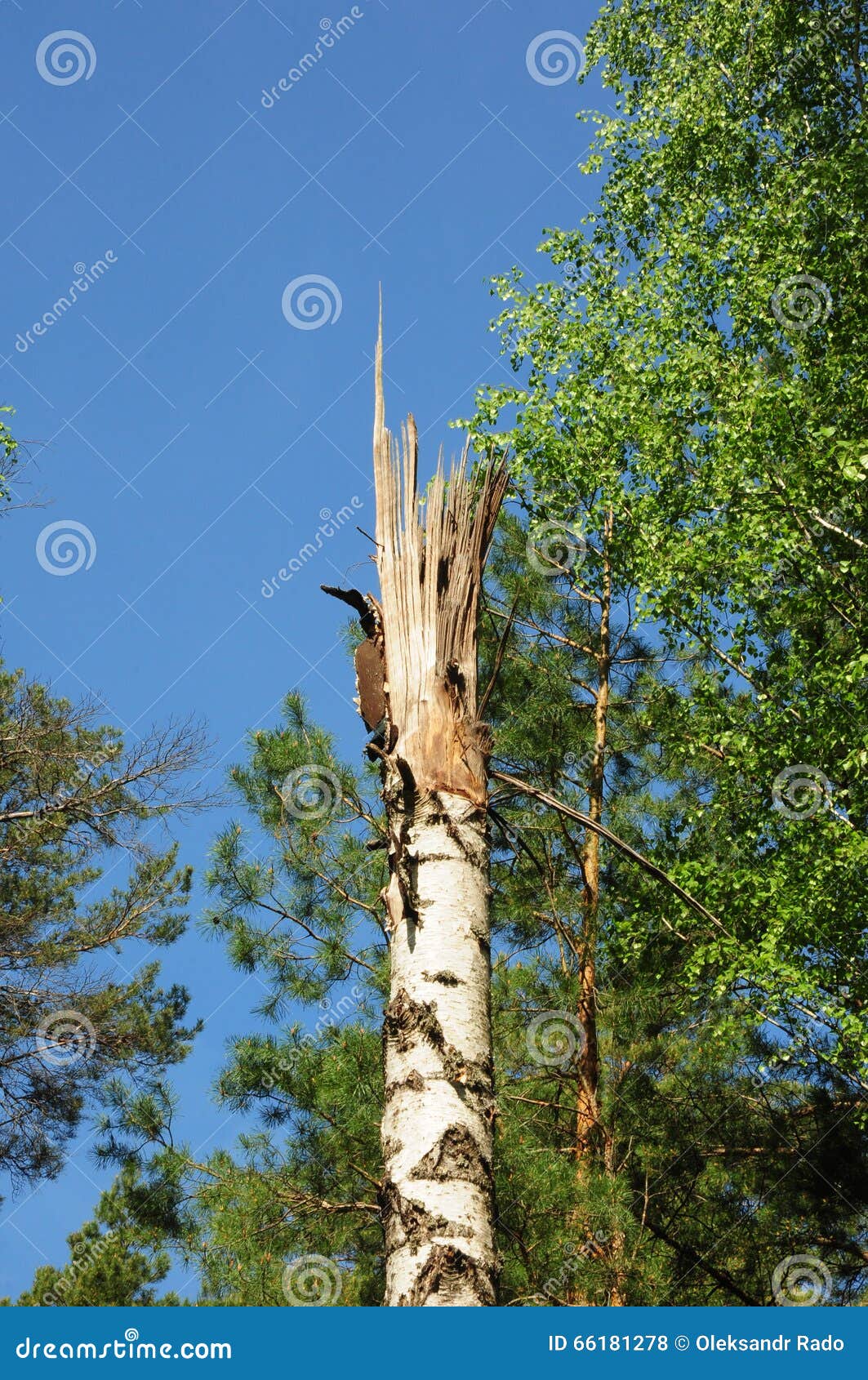 Close Up on Storm Damage, Broken Tree Top. Stock Photo - Image of ...