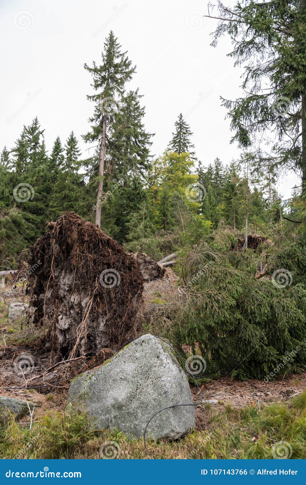 Uprooted Tree - Storm Damage Stock Photo - Image of tree, ecological ...