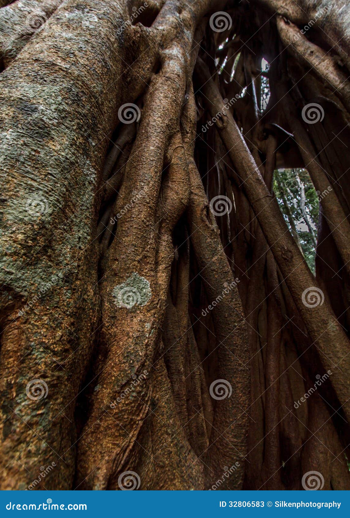 Close up of Strangler Fig stock image. Image of brown - 32806583