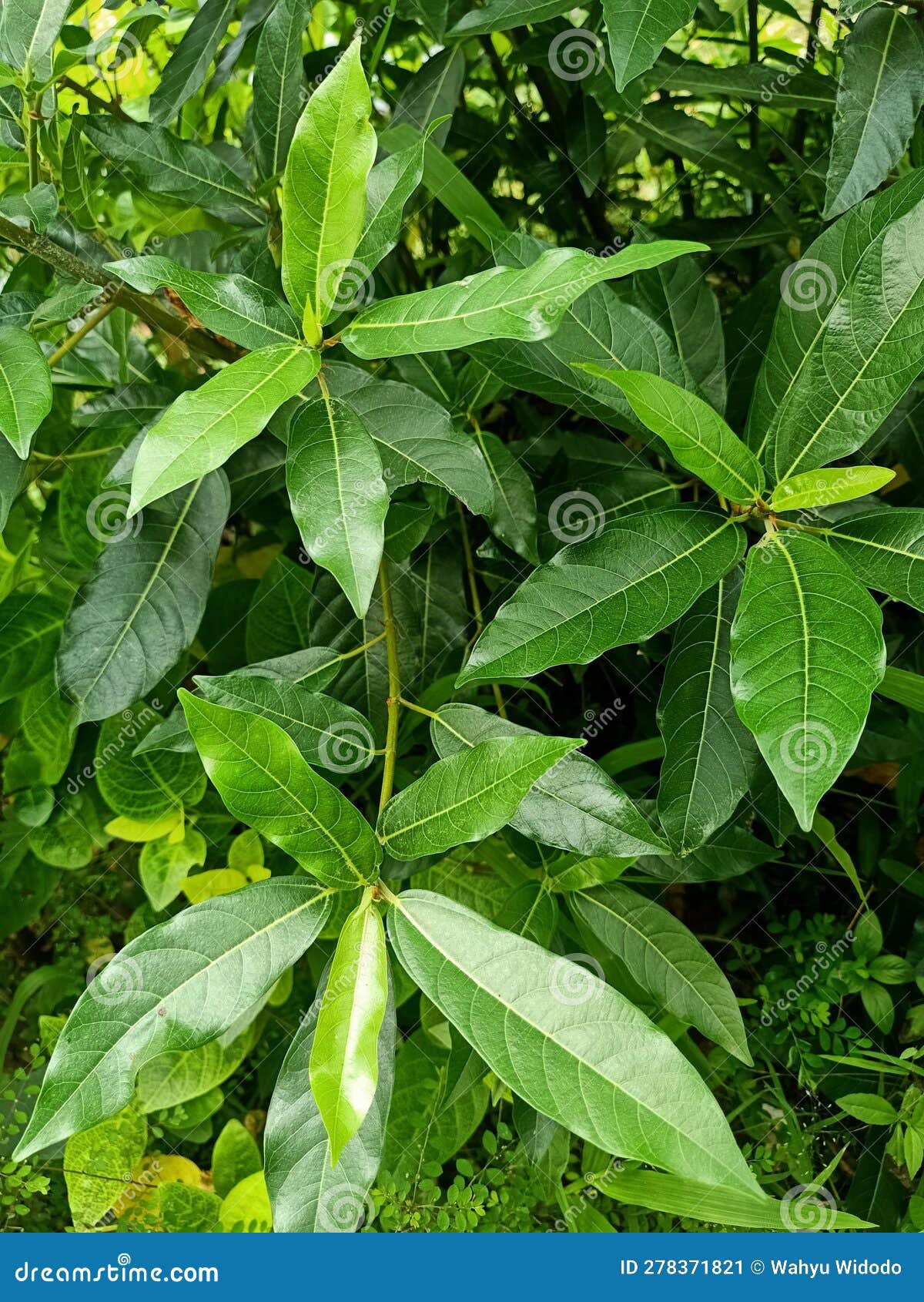 Close Up of Strangler Fig Plant Stock Image - Image of environment ...