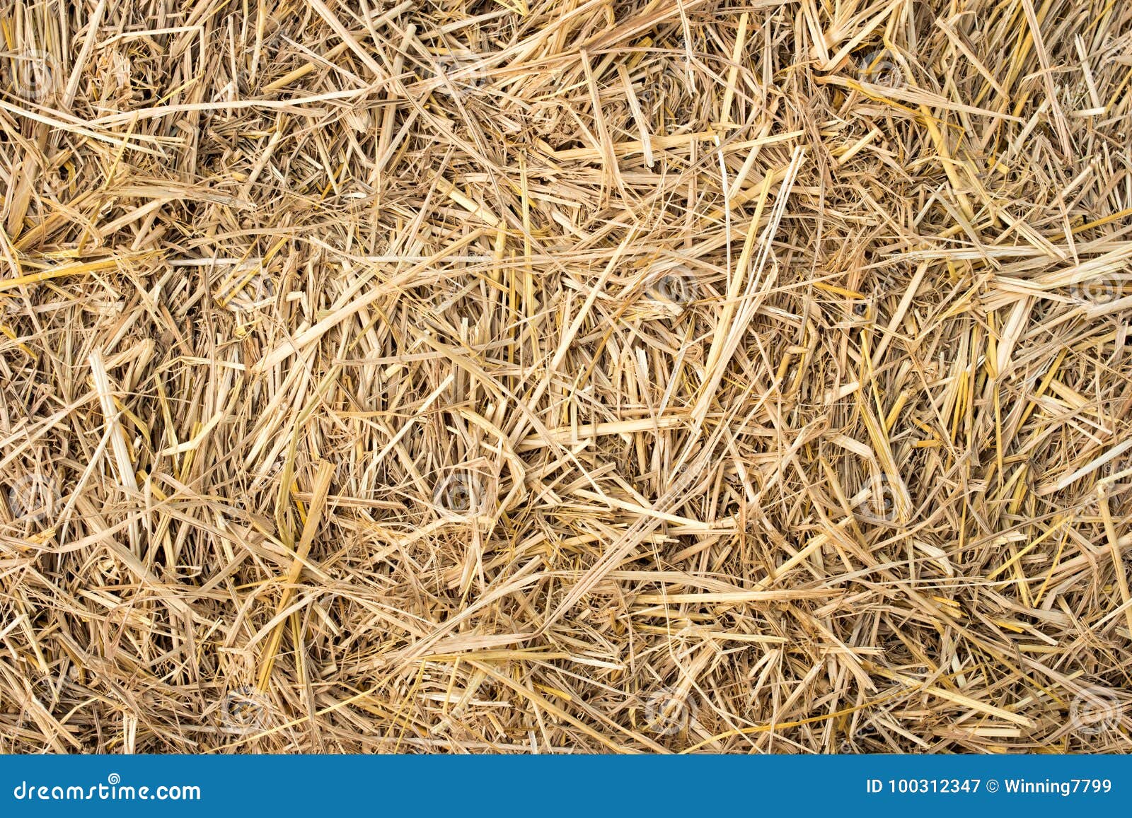 Straw background texture stock image. Image of crop - 100312347