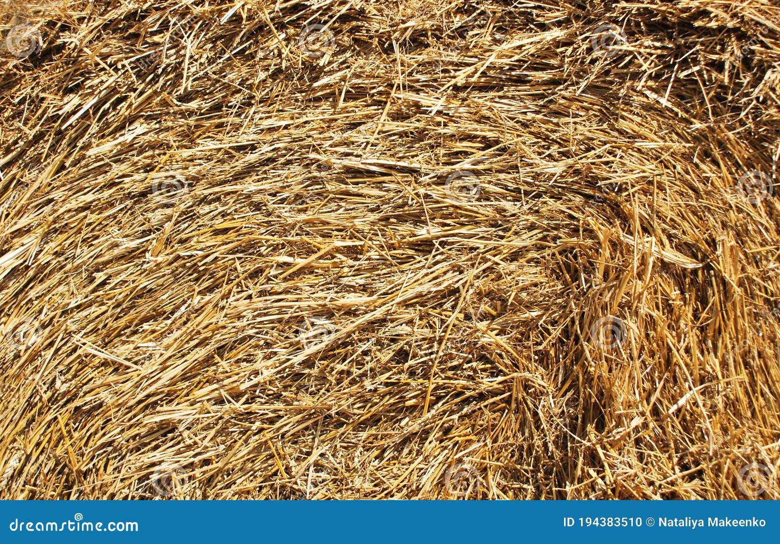 Haystack Texture Background Stock Image | CartoonDealer.com #43608625