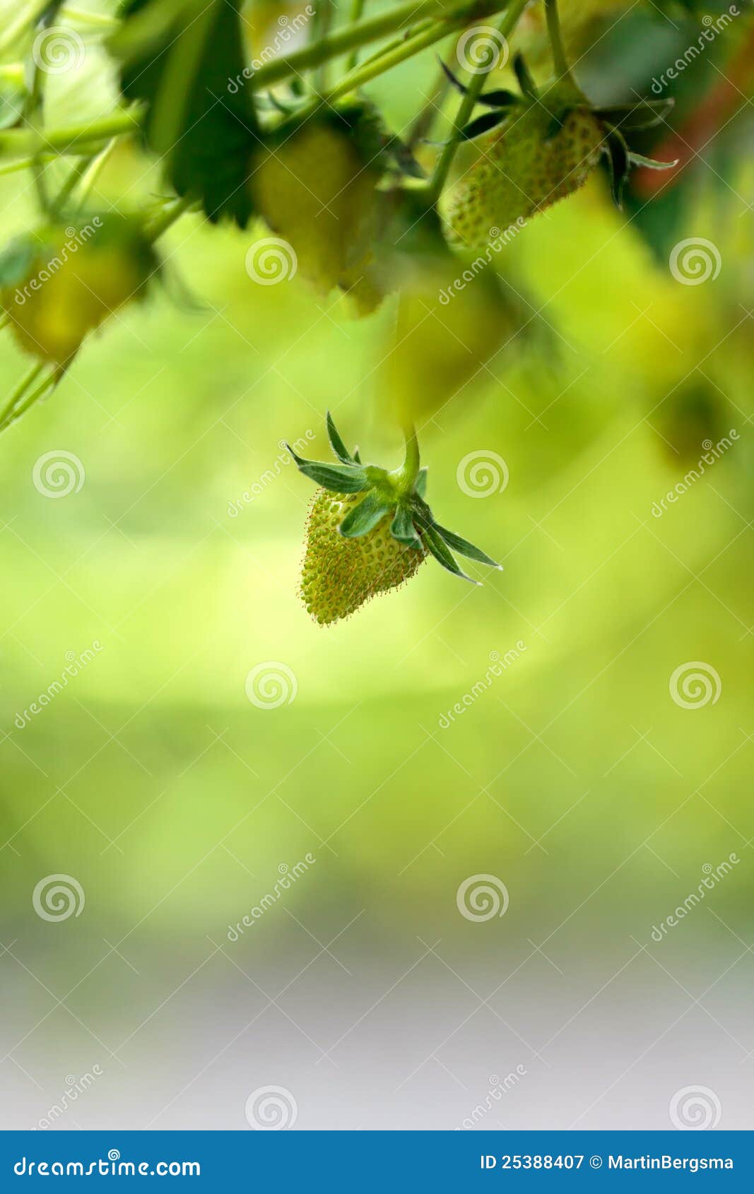 Close Up of a Strawberry Inside a Greenhouse Stock Image - Image of ...
