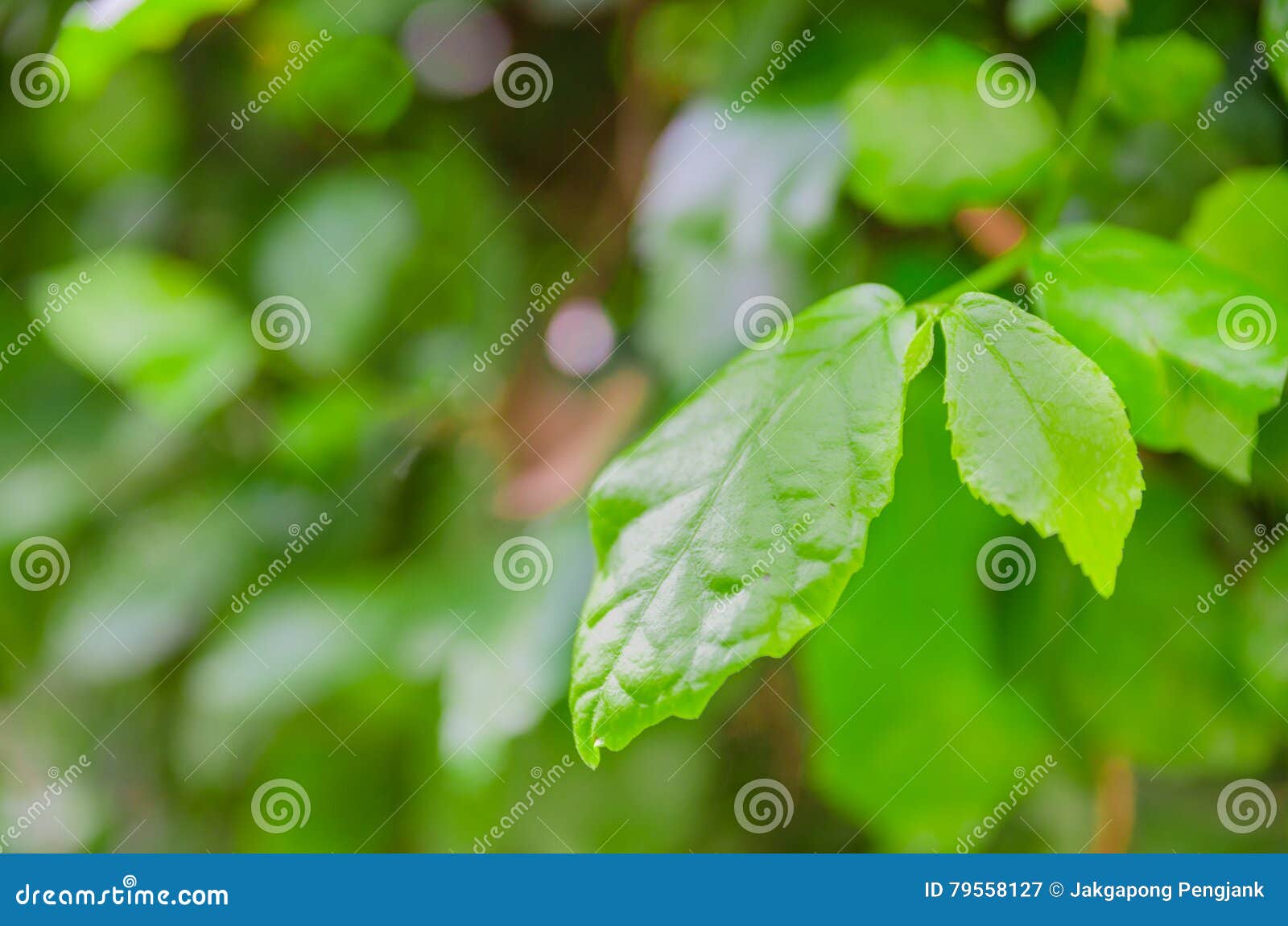 Close up of Streblus asper stock image. Image of plant - 79558127