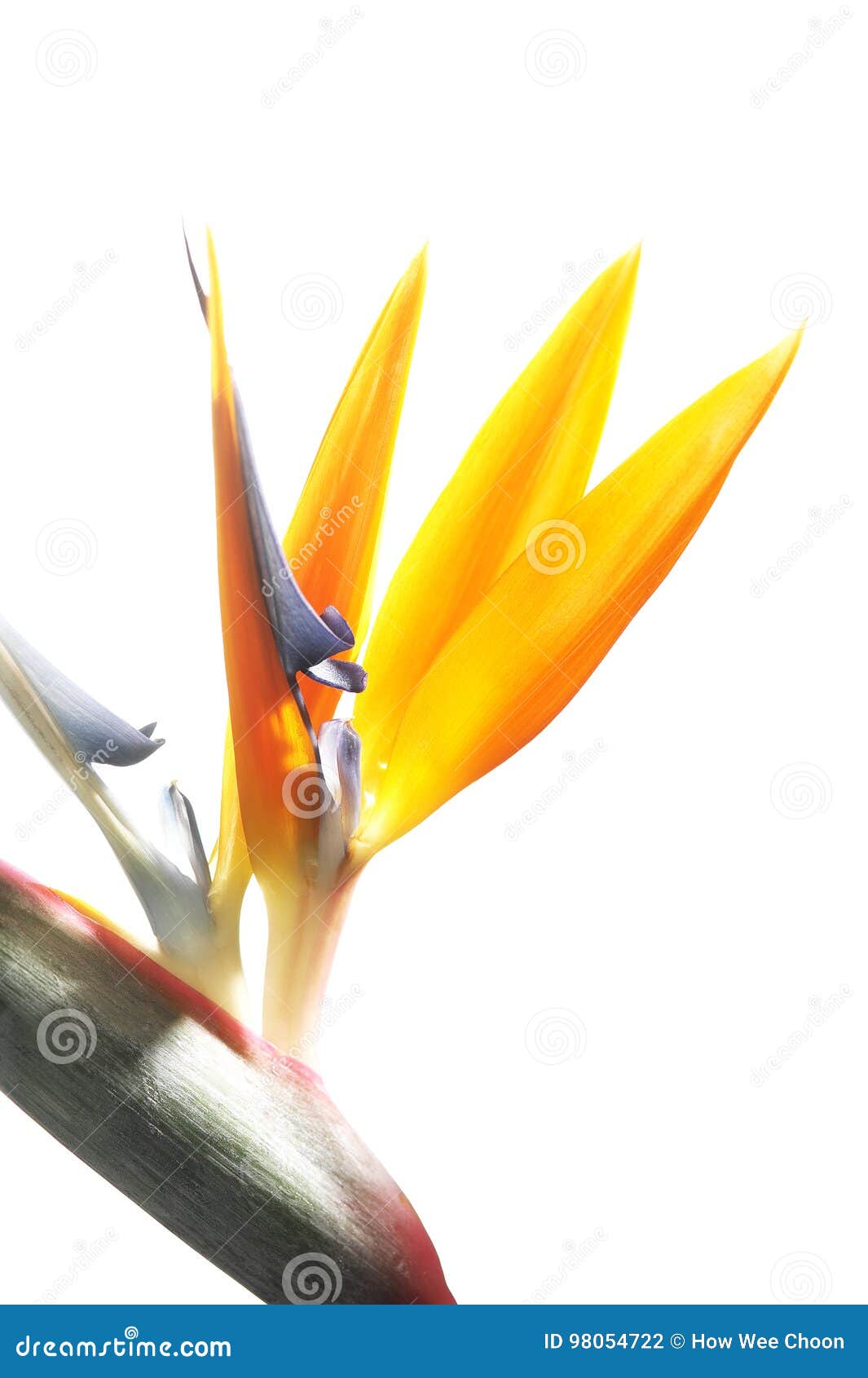 Close Up of Strelitzia Flower Stock Photo - Image of water, garden ...