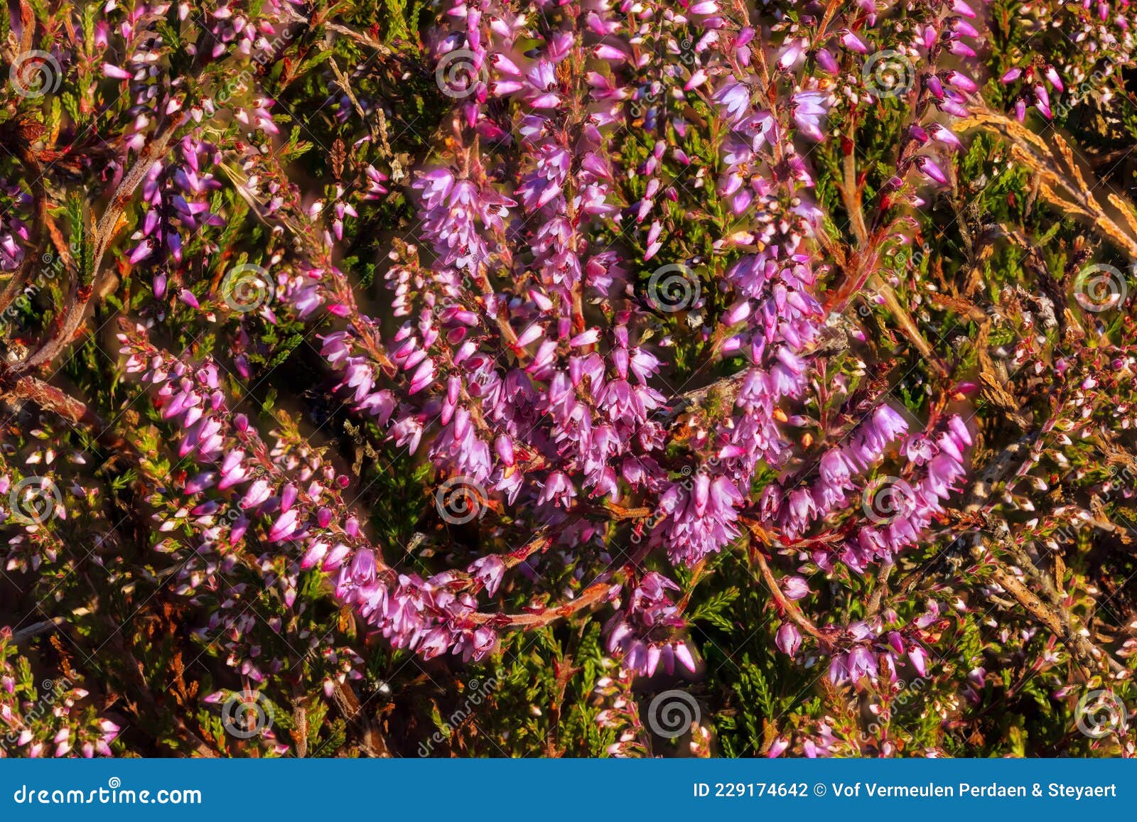 Close Up of Strings of Blooming Heather Stock Photo - Image of landmark ...