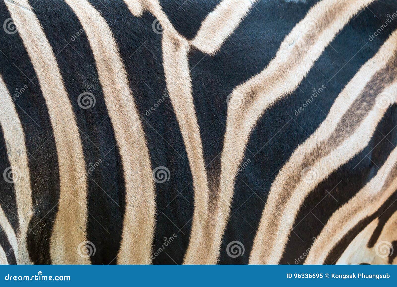 Close Up of Stripe Pattern of Zebra Body Feather Stock Image - Image of ...