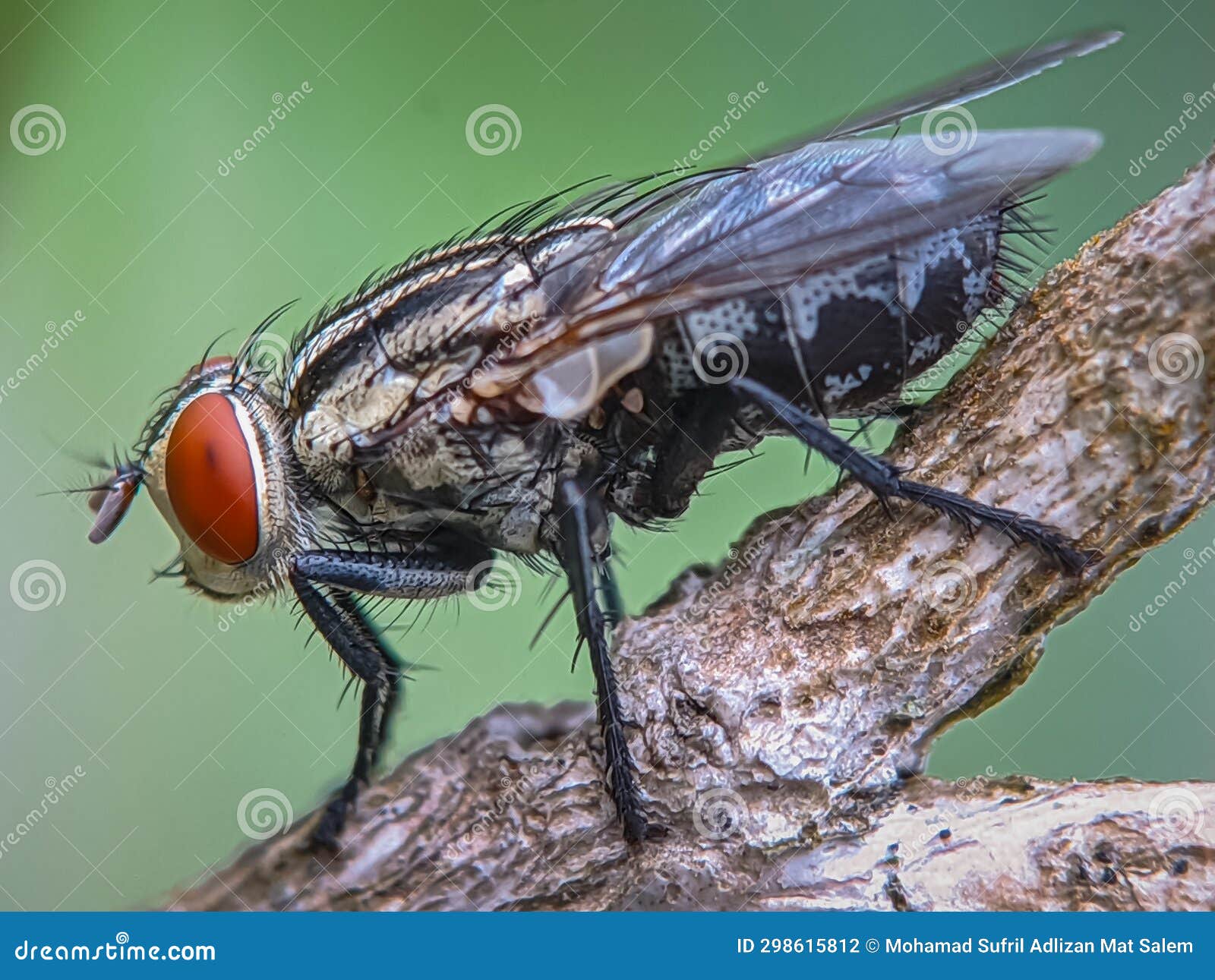 Close Up of a Striped Black Body Fly. Stock Photo - Image of nature ...