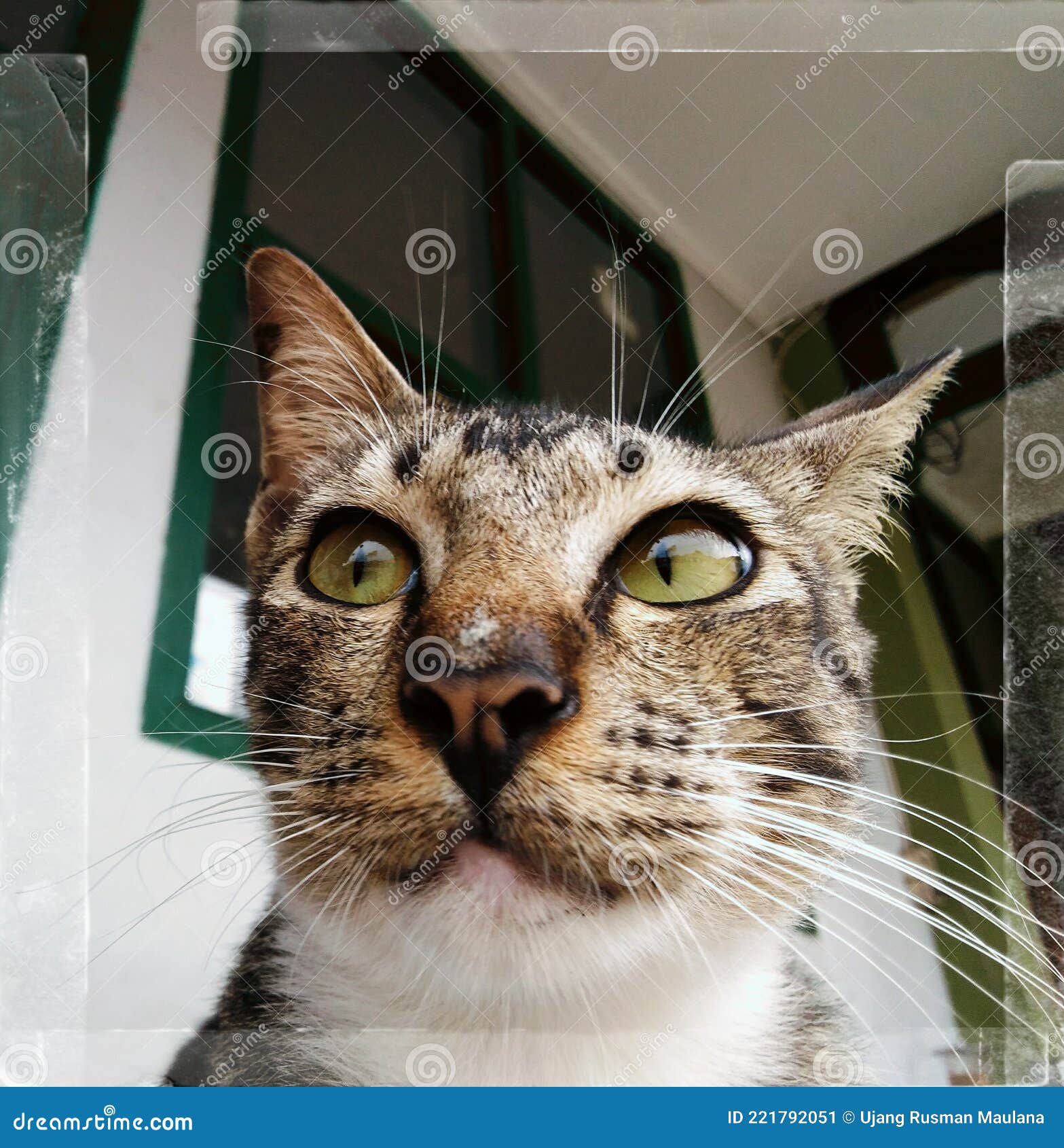 Close Up of Striped Cat with Sharp Eyes Stock Image - Image of striped ...