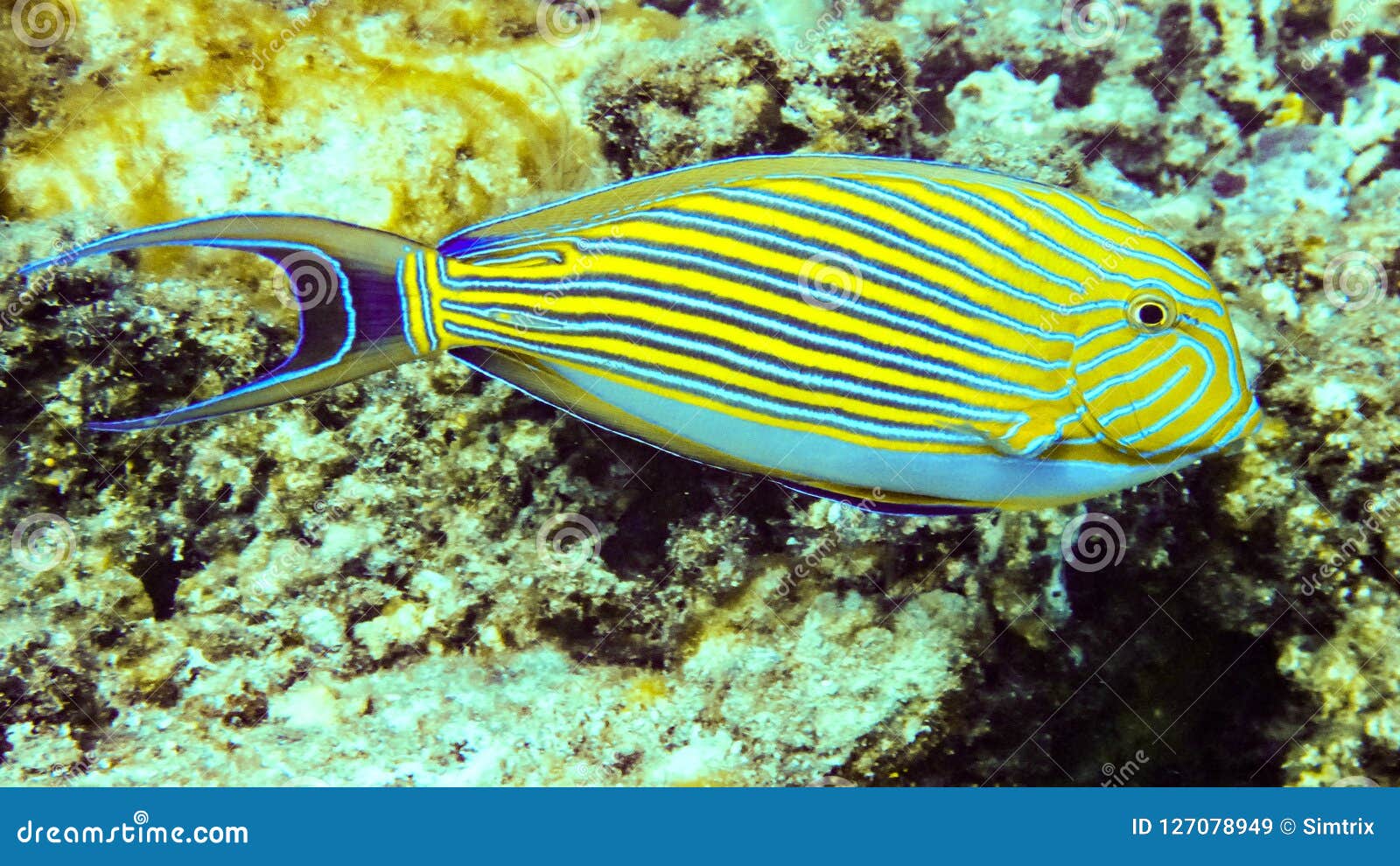 Close Up Striped Surgeonfish in Maldives. Stock Image - Image of diving ...