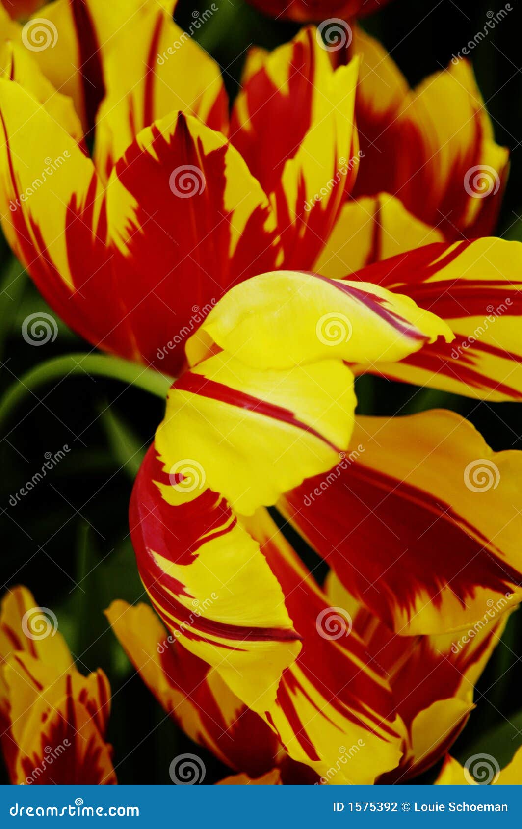 684 Yellow Red Striped Tulips Stock Photos - Free & Royalty-Free Stock ...