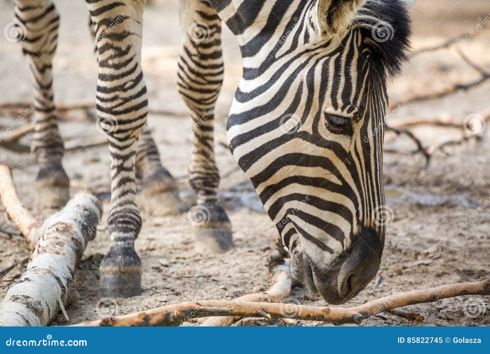 Close up of striped zebra stock image. Image of savannah - 85822745