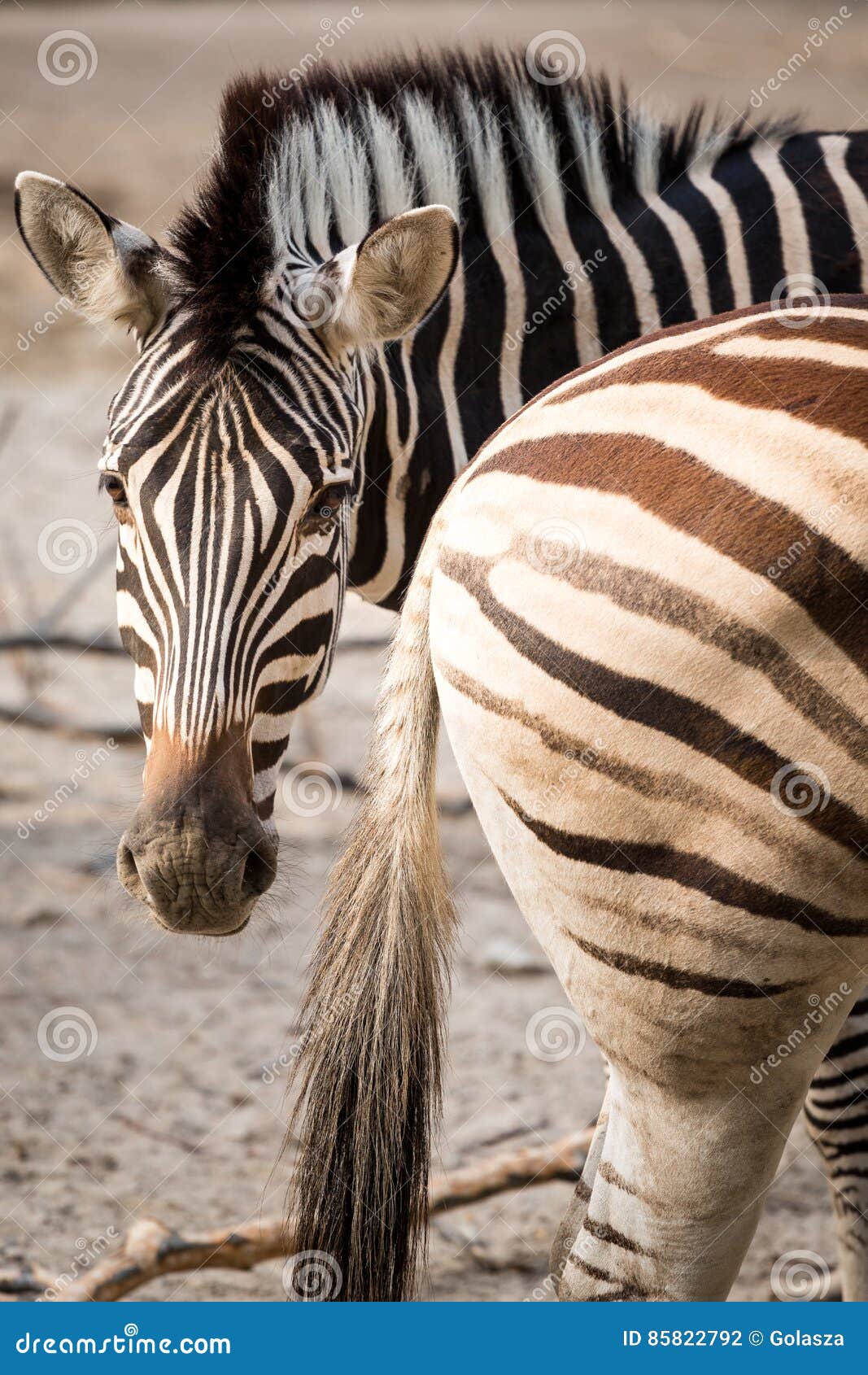 Close up of striped zebra stock photo. Image of krakow - 85822792