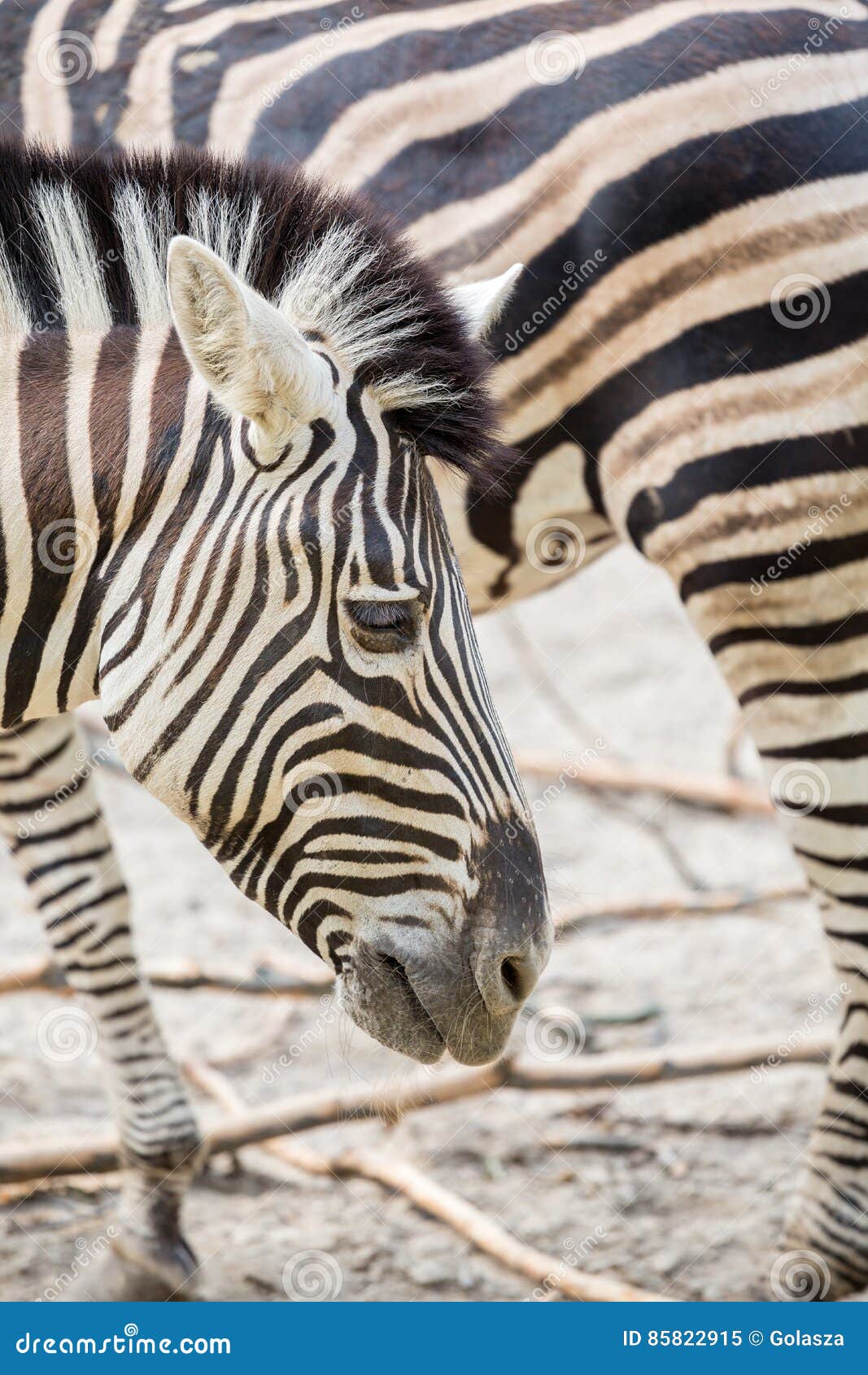 Close up of striped zebra stock image. Image of grassland - 85822915