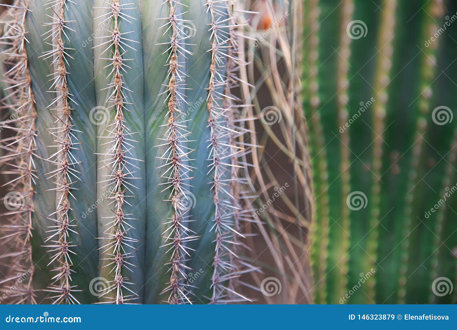 Close-up of Stripes and Thorns of a Green Cactus, Natural Background ...
