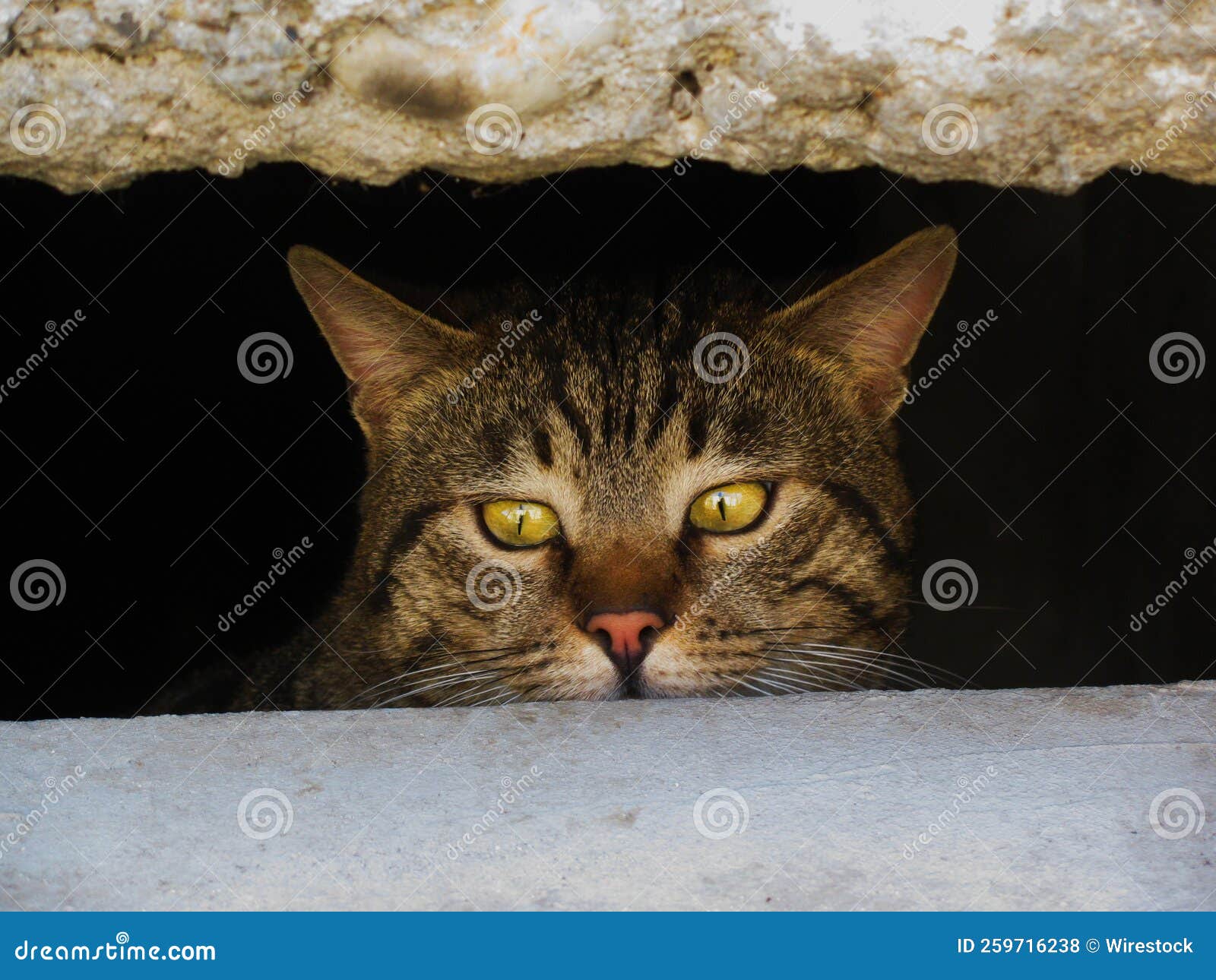 Close-up of a Stripped Fluffy Cat Peeking through the Crack in the Wall ...