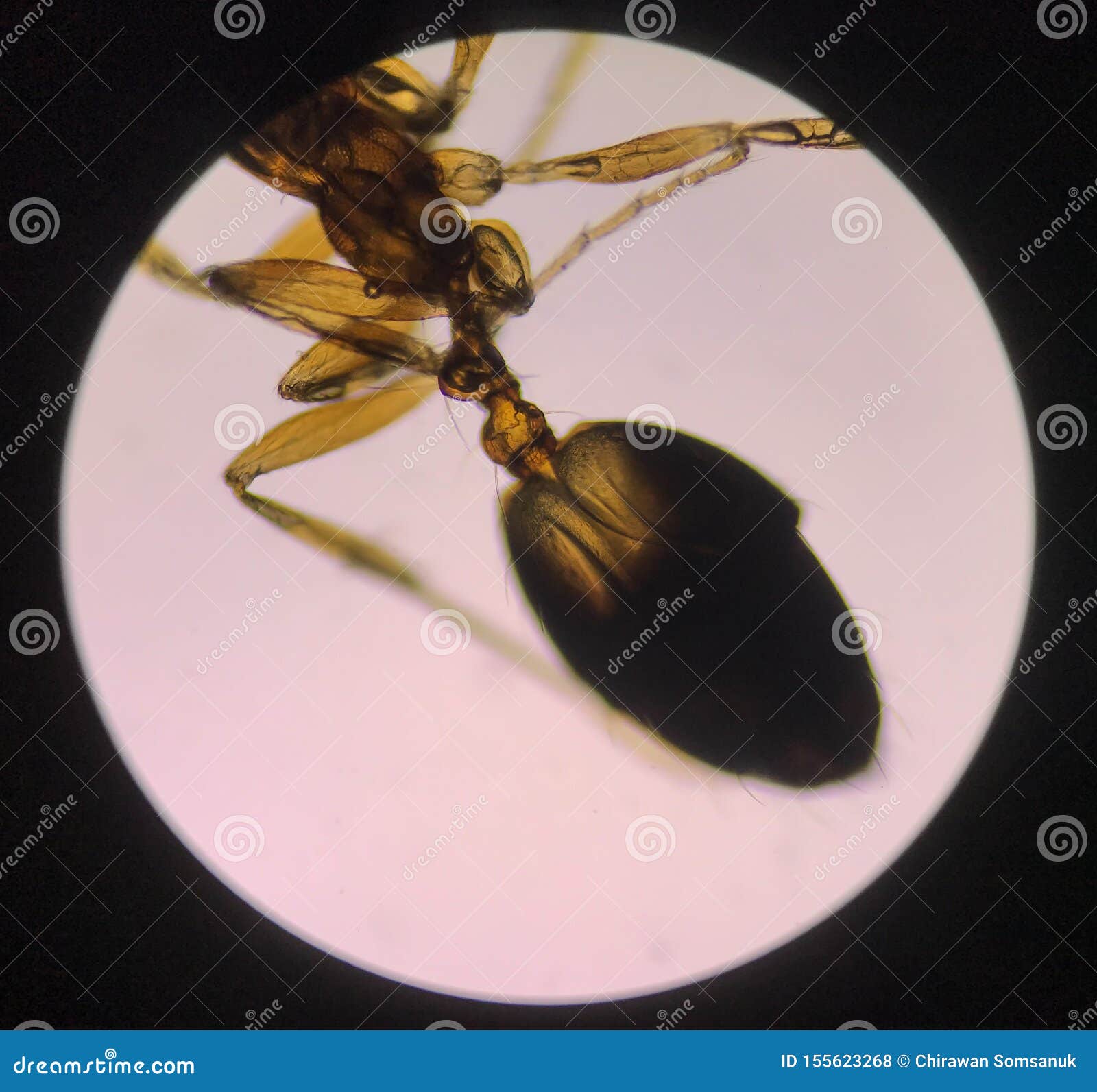Close Up Structure Ant with Microscope Stock Photo - Image of garden ...