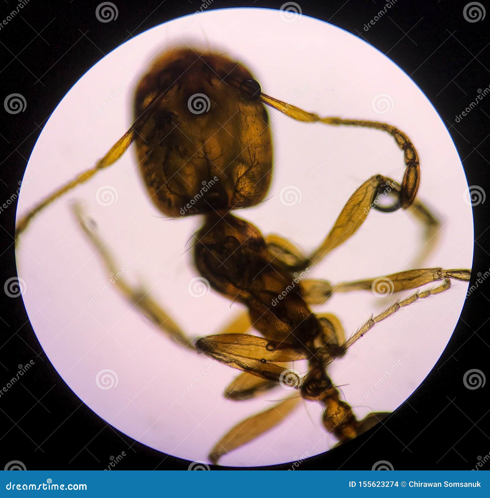 Close Up Structure Ant with Microscope Stock Photo - Image of insect ...
