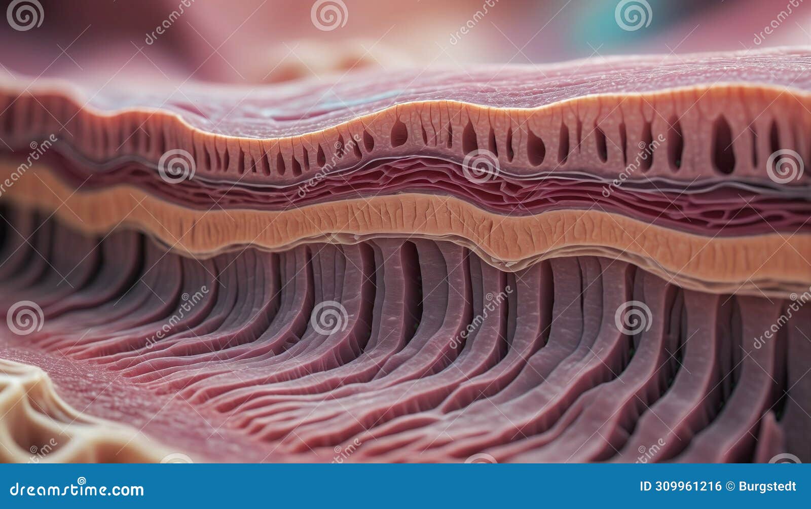 Close-up of the Structure and Composition of the Different Layers of ...