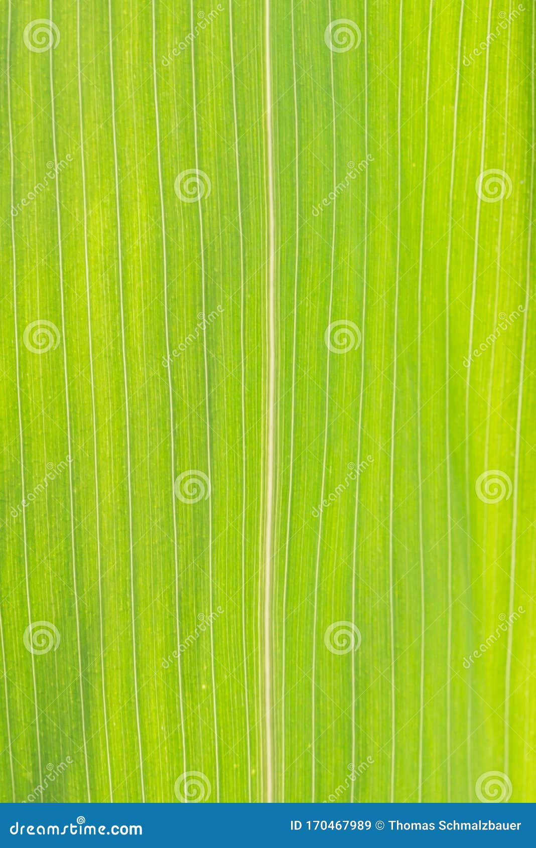 Close-up of the Structure of a Leaf of a Corn Plant Stock Image - Image ...