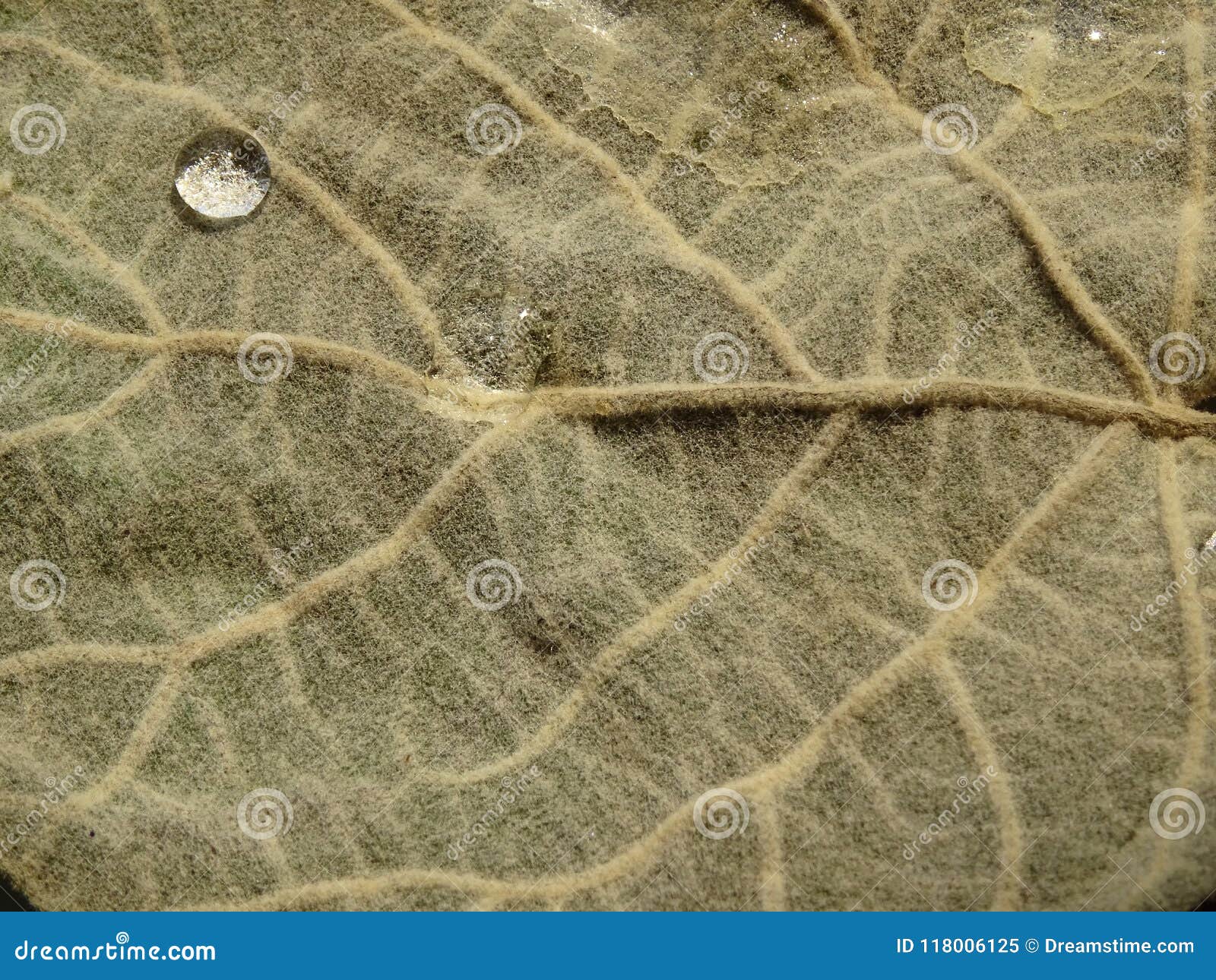 Close-up of the Structure of a Leaf with a Drop of Water Stock Image ...
