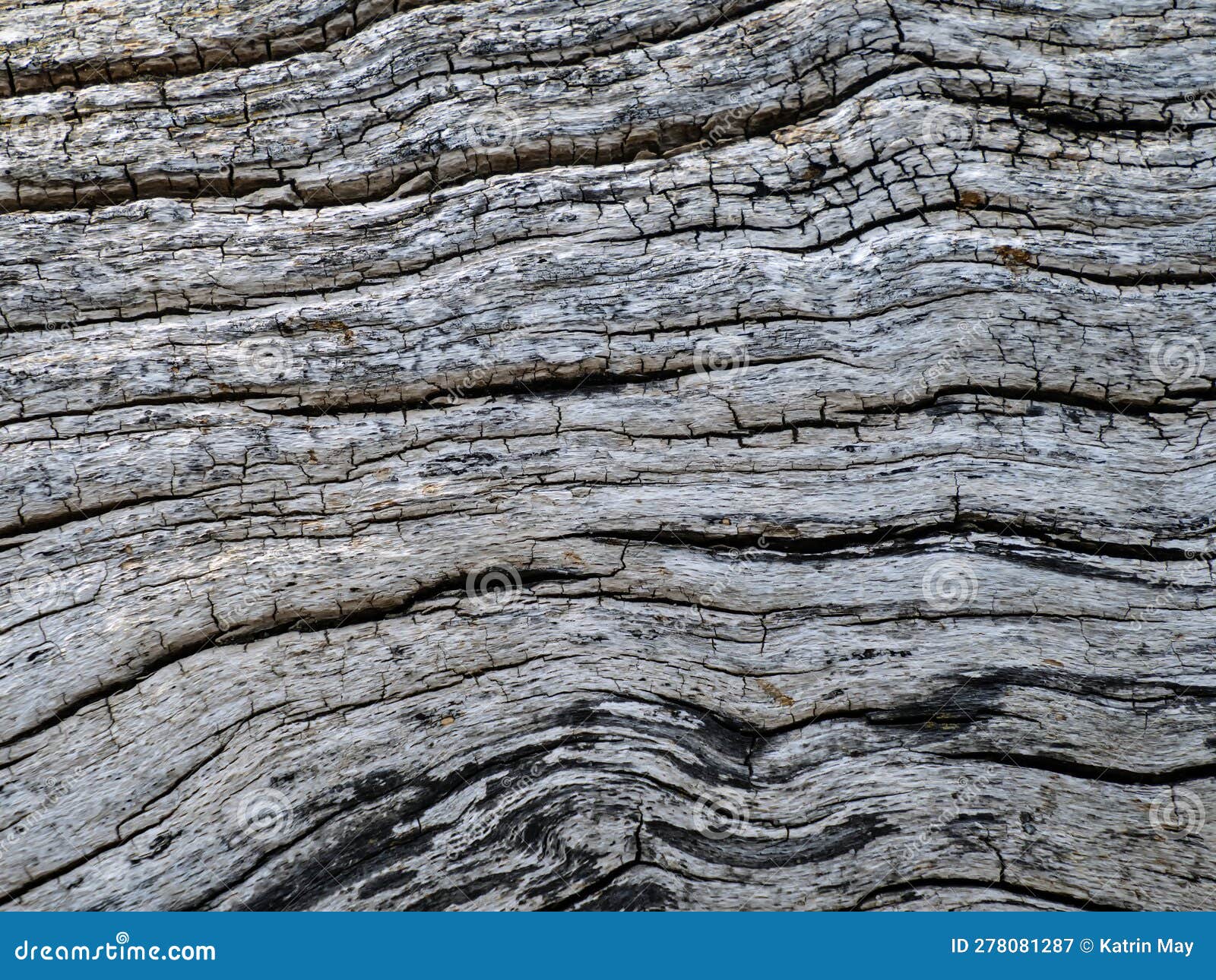 Close-up of Structure of Old Rotten Wood As Background Stock Image ...