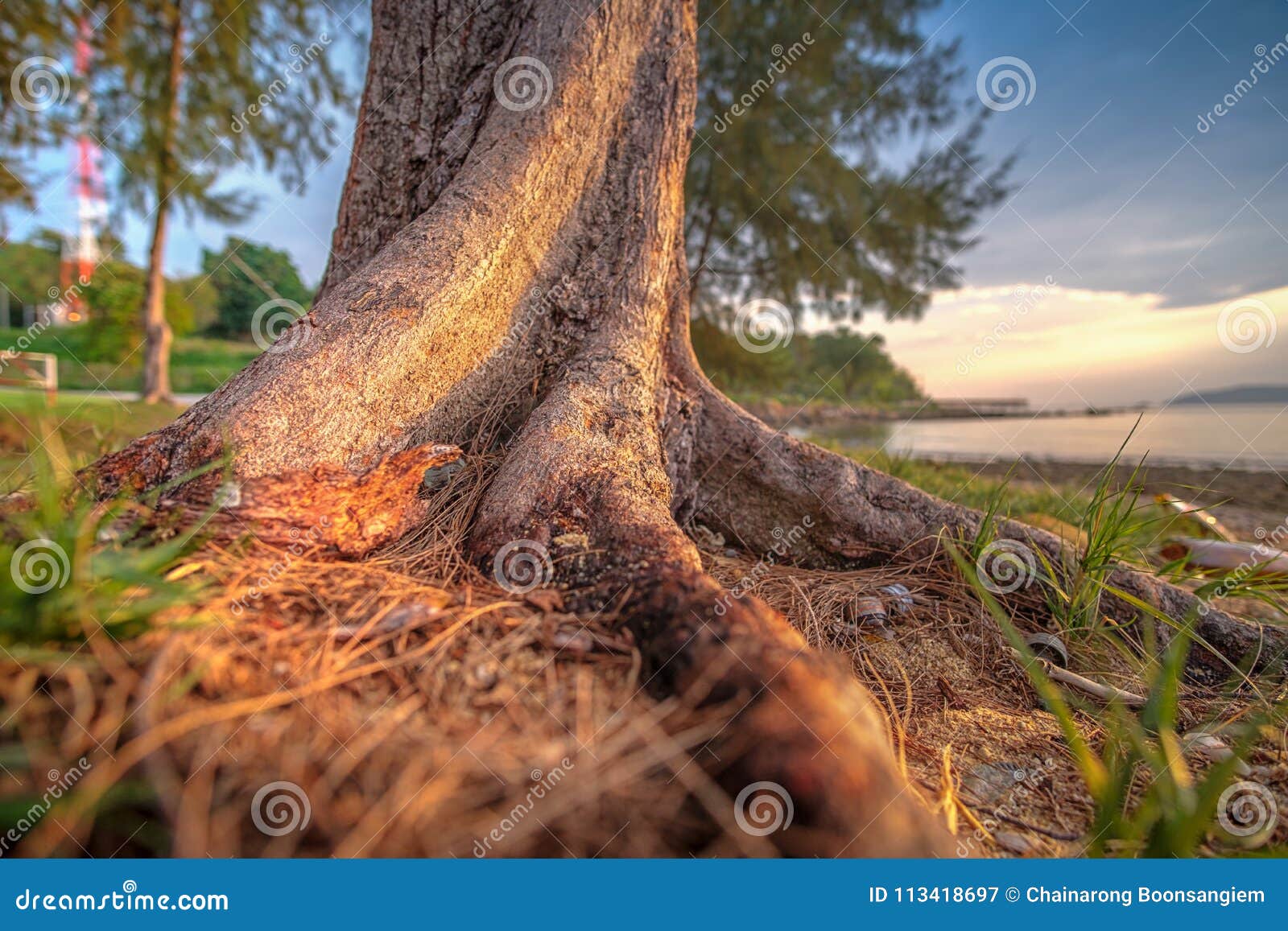 A Close-up Stub or Root Tree at the Beach. Stock Image - Image of asia ...