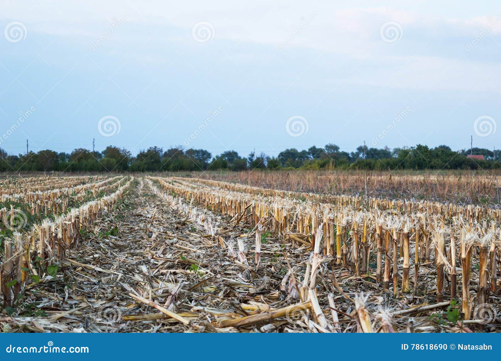 Close-up Stubble Field after Corn Harvest Stock Photo - Image of quiet ...