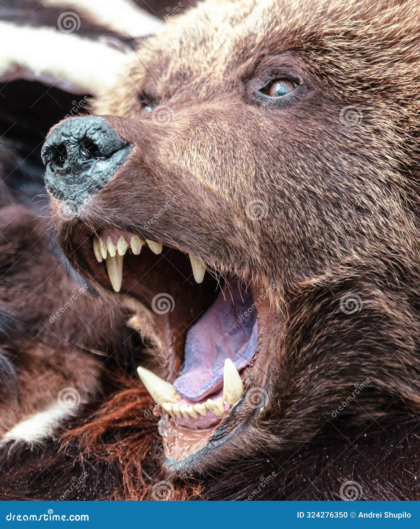 Close-up of a stuffed bear stock photo. Image of fauna - 324276350