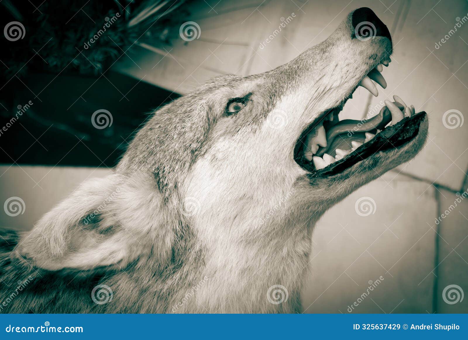 Close-up of a stuffed wolf stock image. Image of head - 325637429