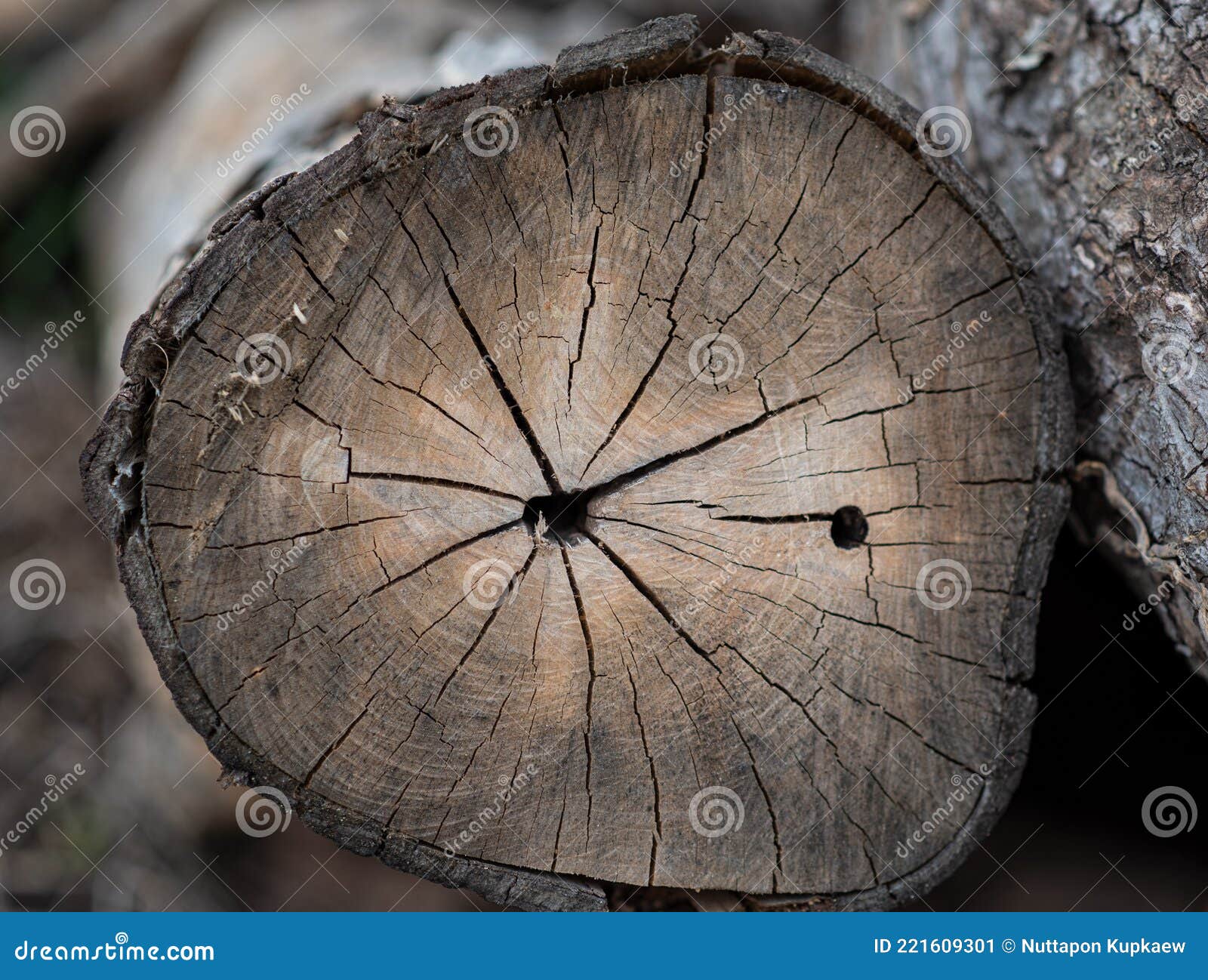 Close Up Stump On The Tree.Wood Texture Year-old Rings Background ...