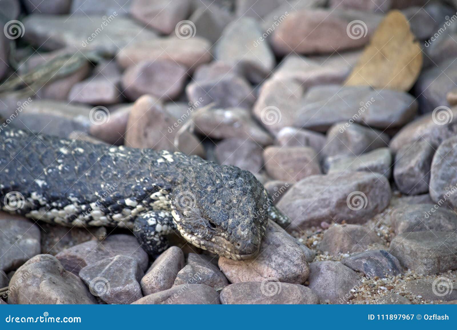 Stumpy tailed lizard stock image. Image of blooded, reptile - 111897967